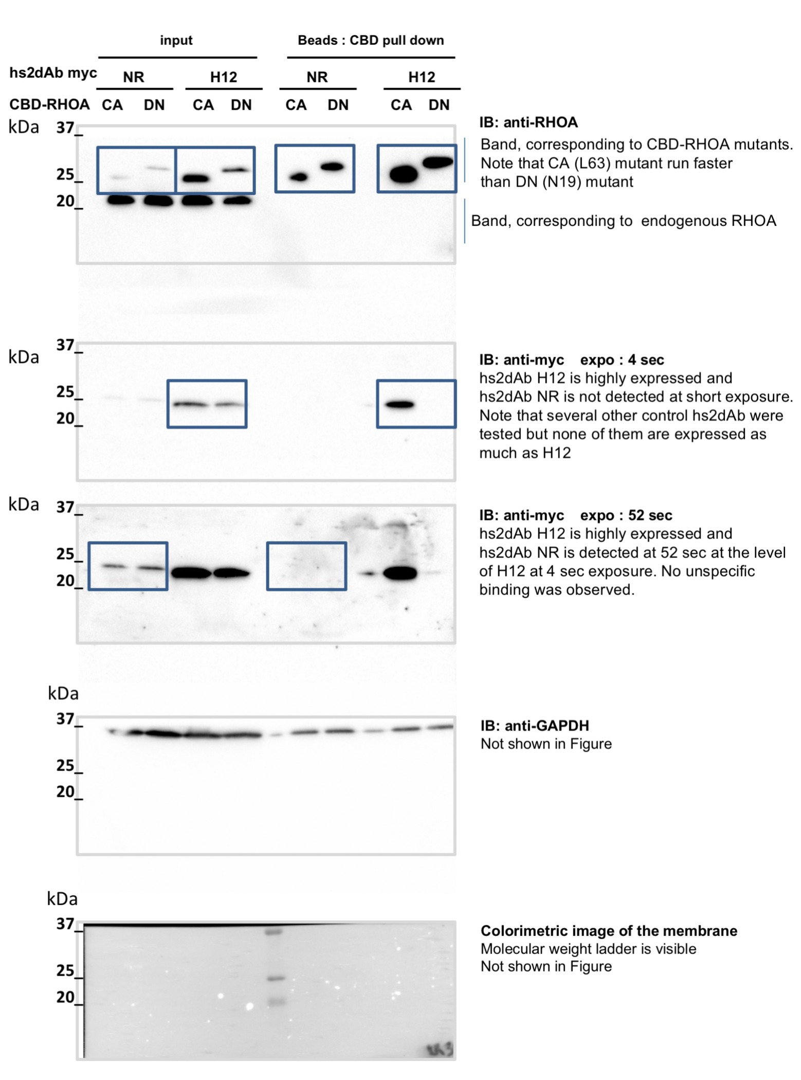 NaLi-H1: A universal synthetic library of humanized nanobodies ...