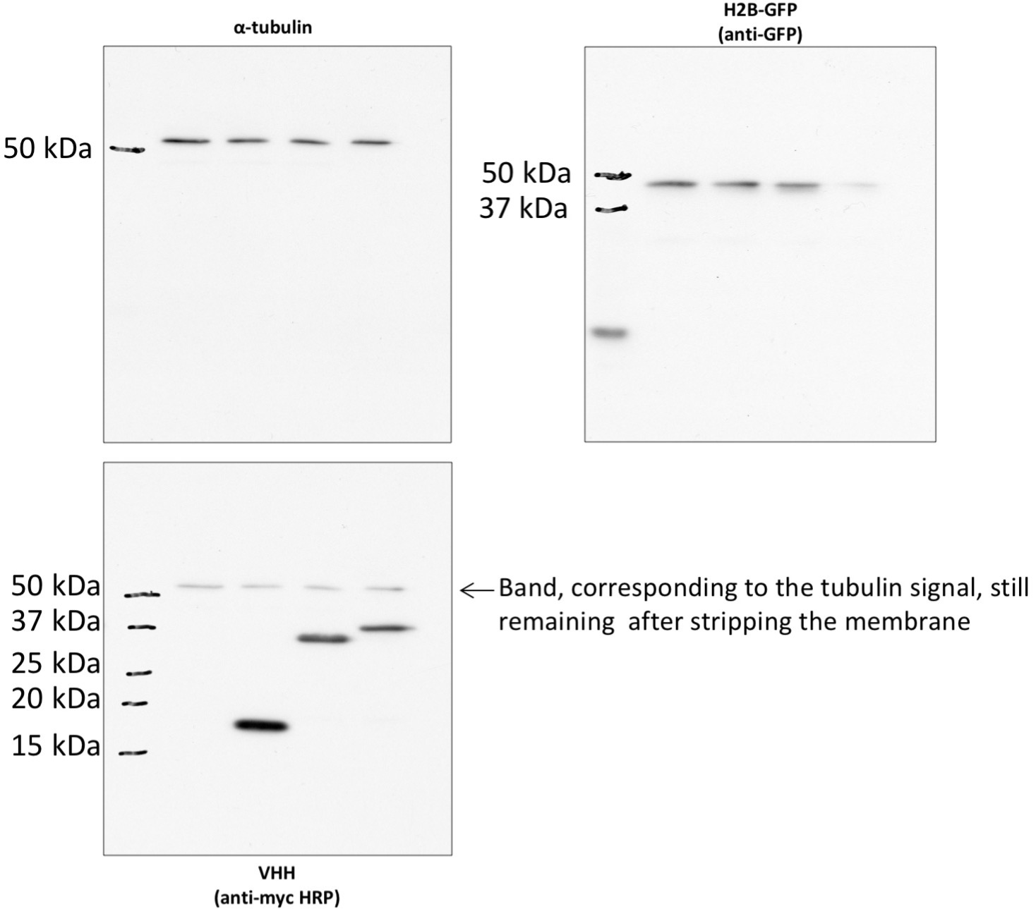 NaLi-H1: A universal synthetic library of humanized nanobodies ...
