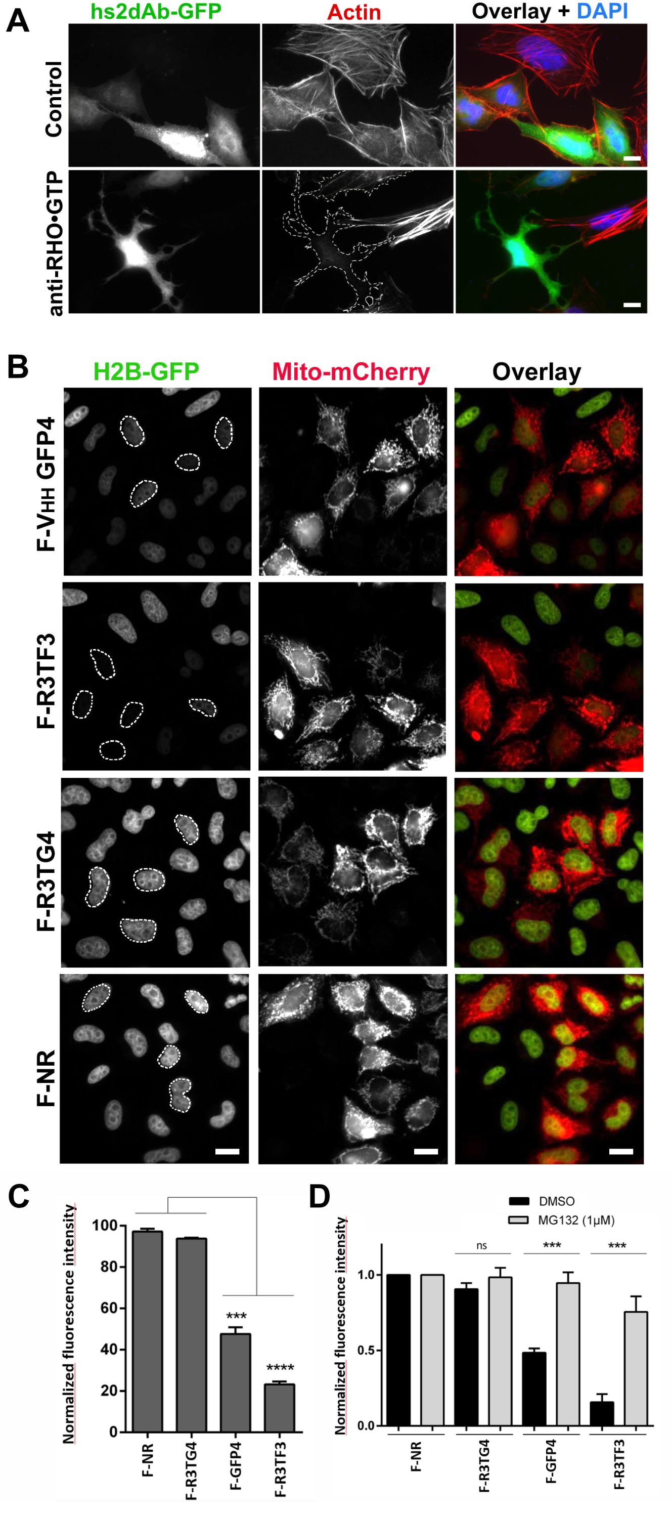 NaLi-H1: A universal synthetic library of humanized nanobodies ...
