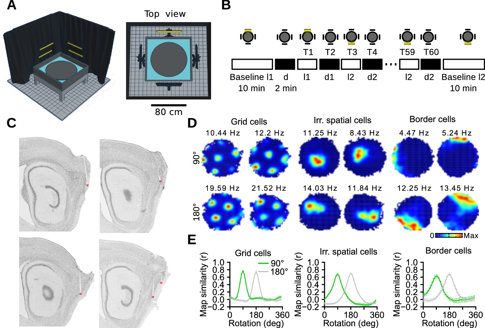 Visual landmarks sharpen grid cell metric and confer context ...