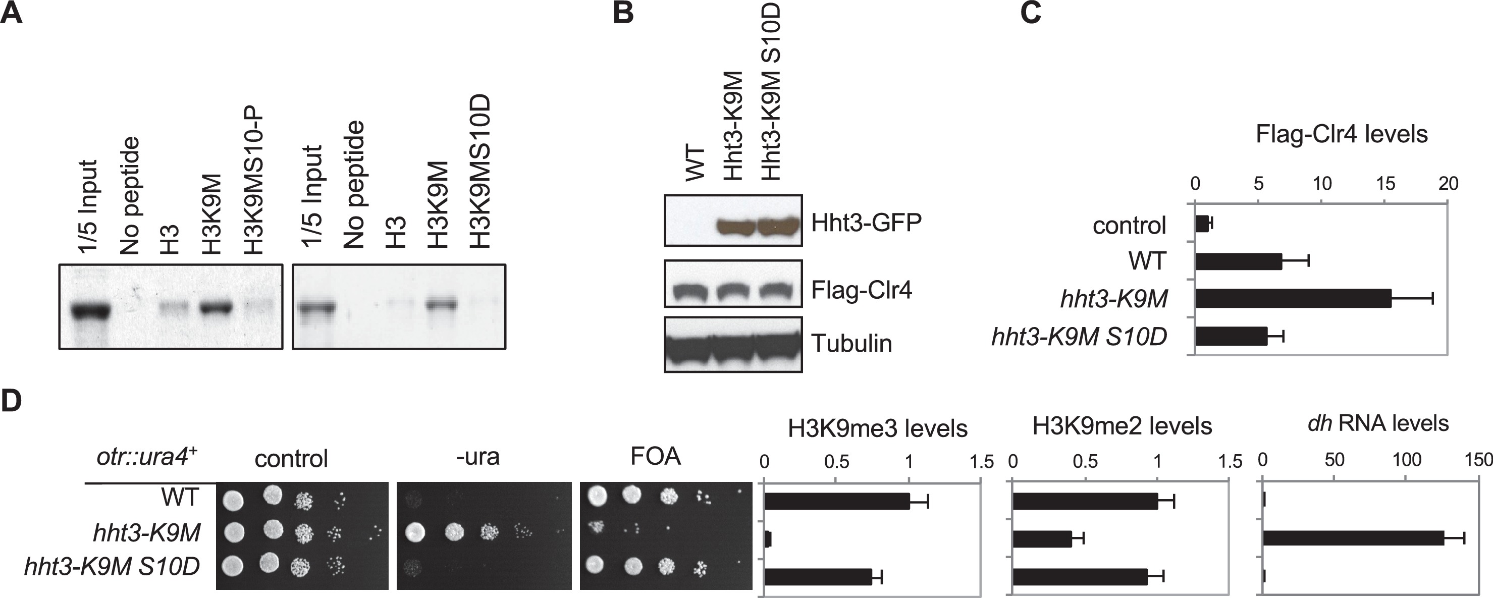 A histone H3K9M mutation traps histone methyltransferase Clr4 to ...