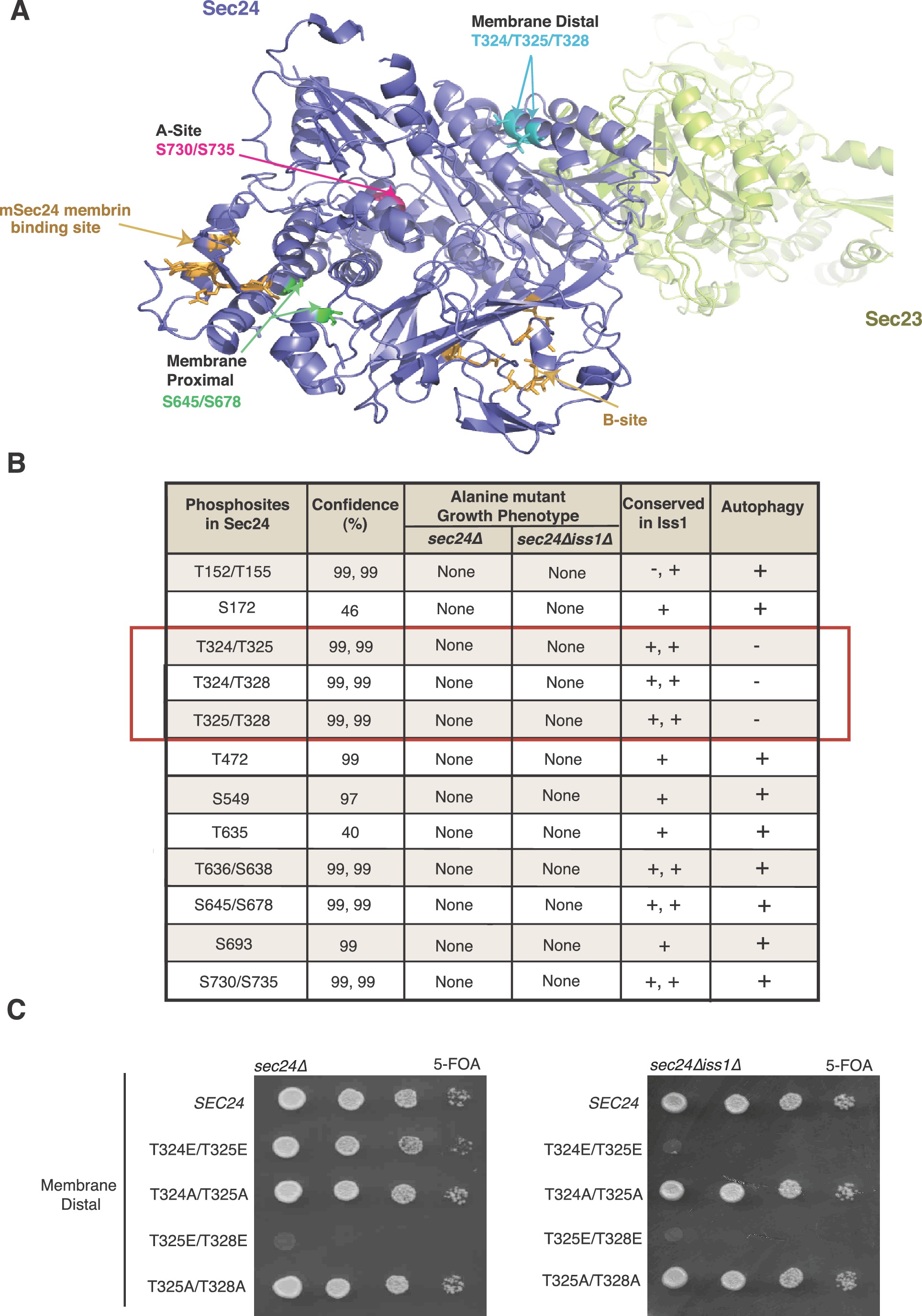 Sec24 phosphorylation regulates autophagosome abundance during nutrient ...