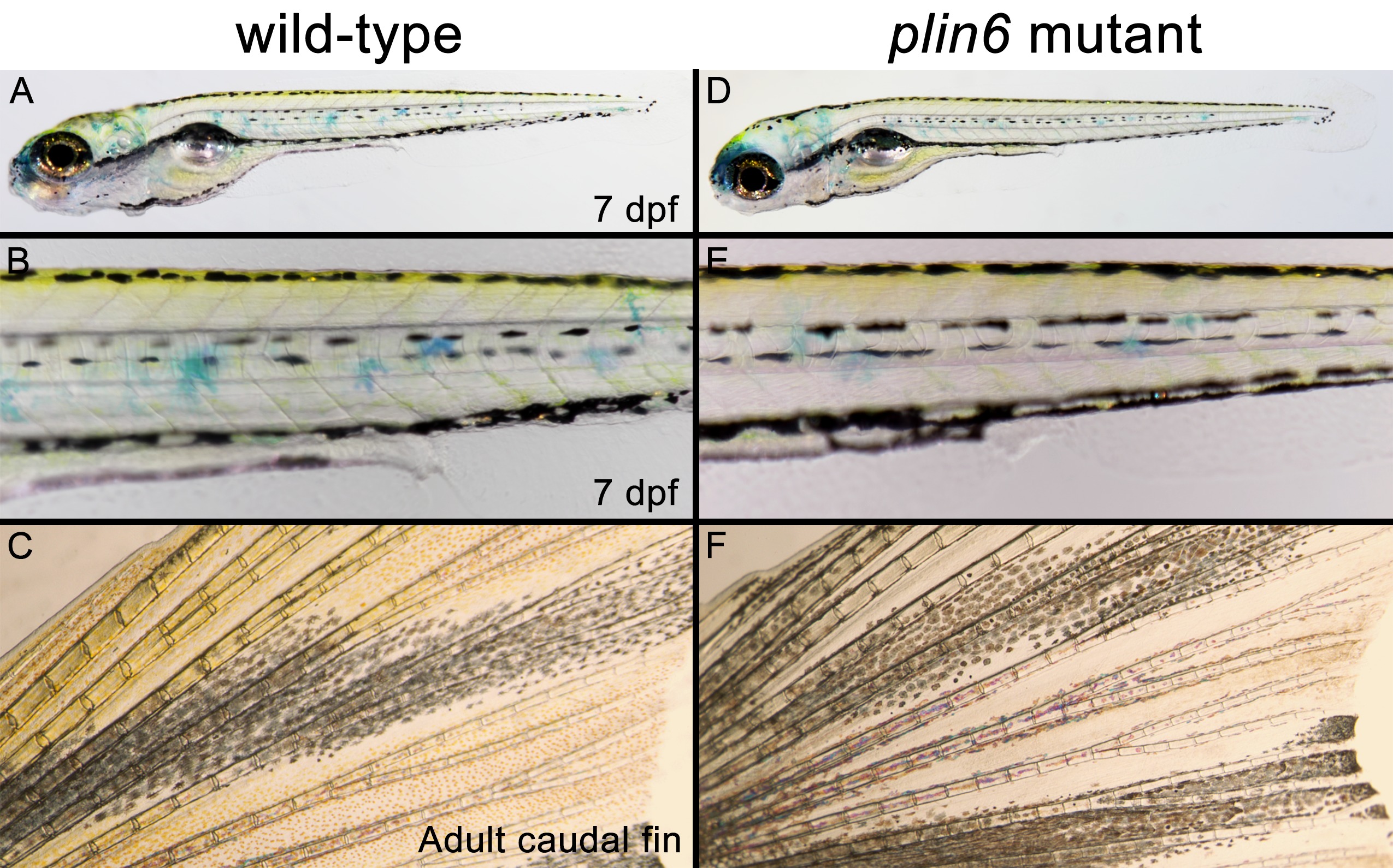 Lipid droplet biology and evolution illuminated by the characterization ...
