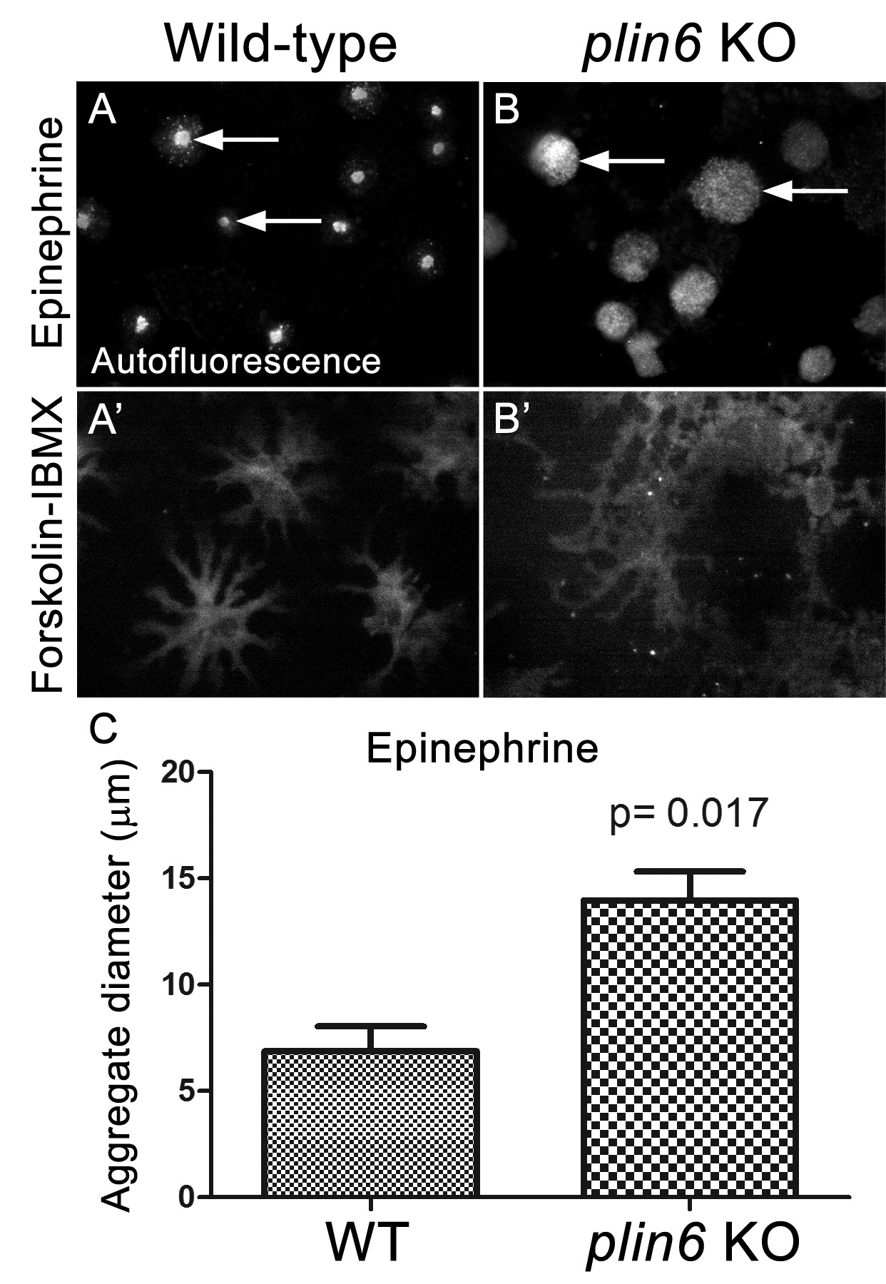 Lipid droplet biology and evolution illuminated by the characterization ...
