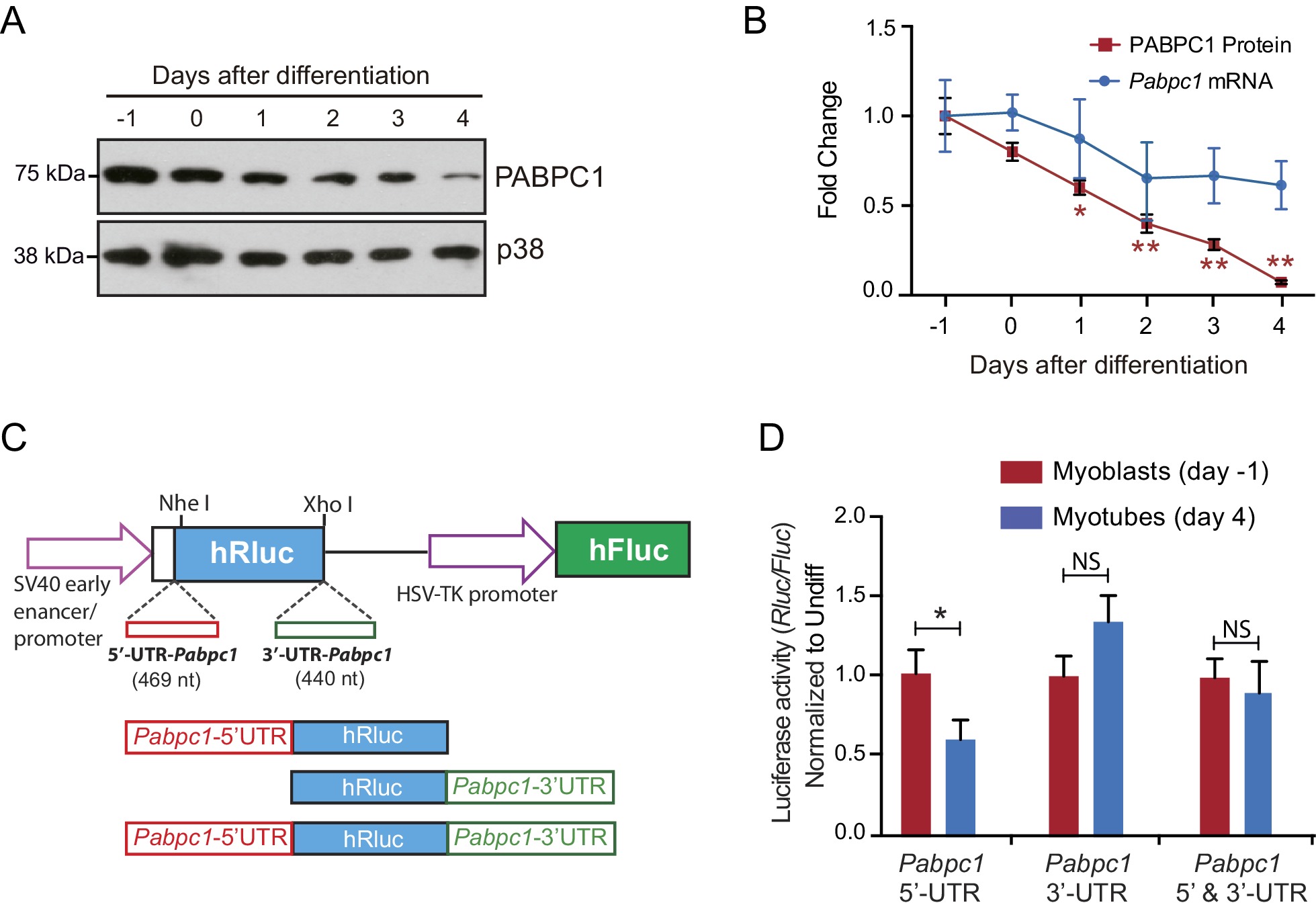 Poly(A) tail length regulates PABPC1 expression to tune translation in ...