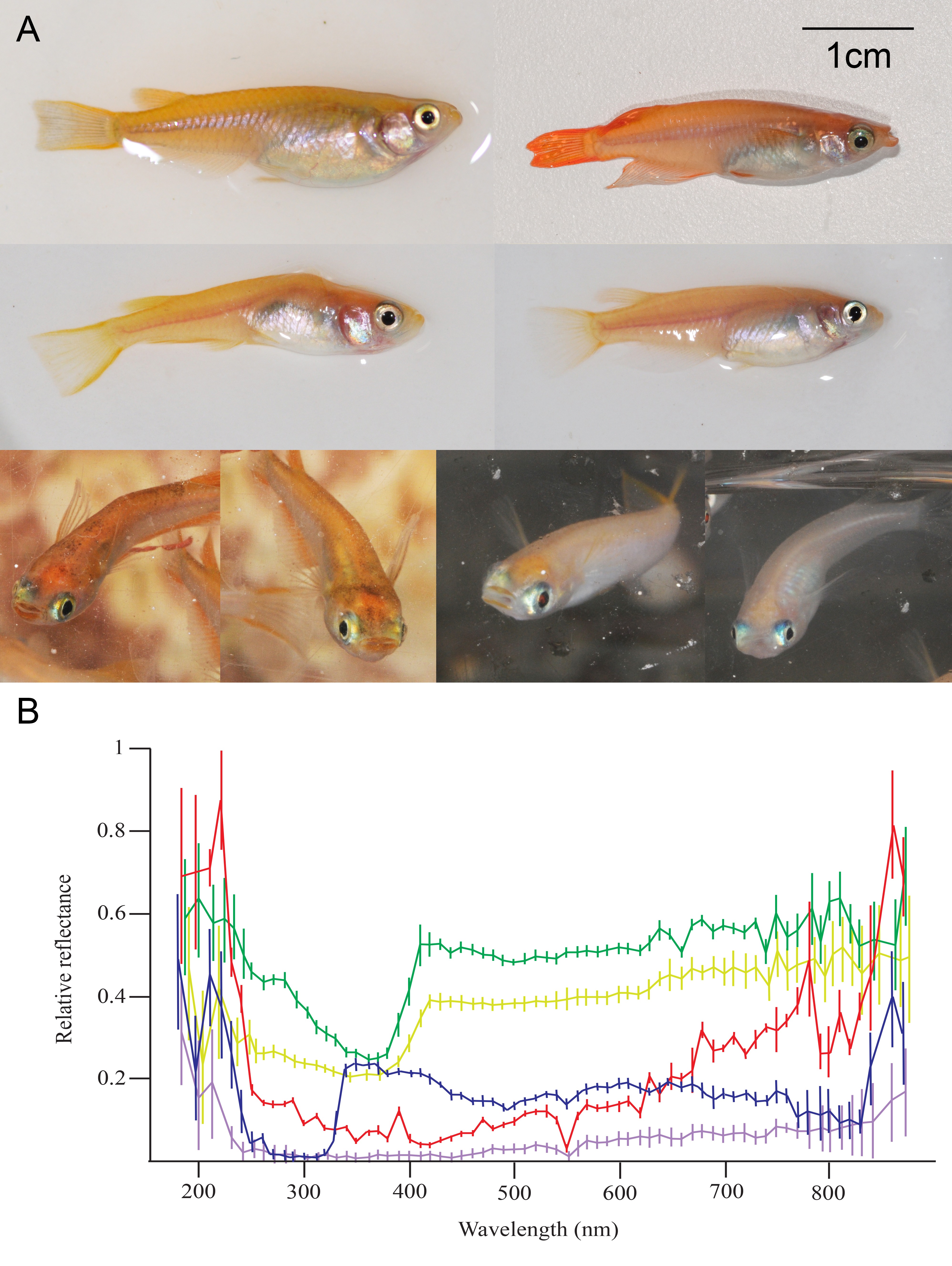 Individual recognition and the ‘face inversion effect’ in medaka fish ...