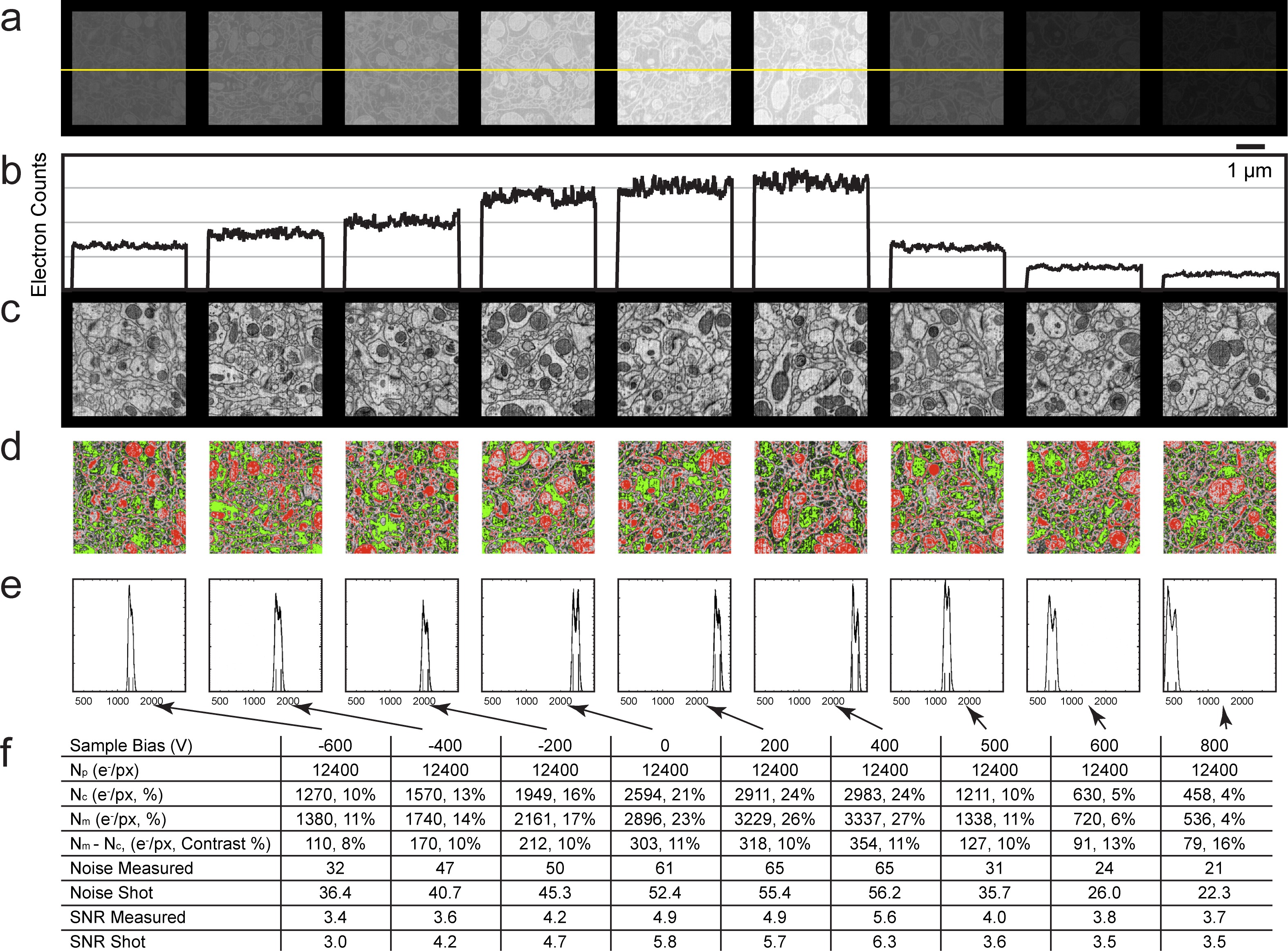 Enhanced FIB-SEM systems for large-volume 3D imaging | eLife Lens