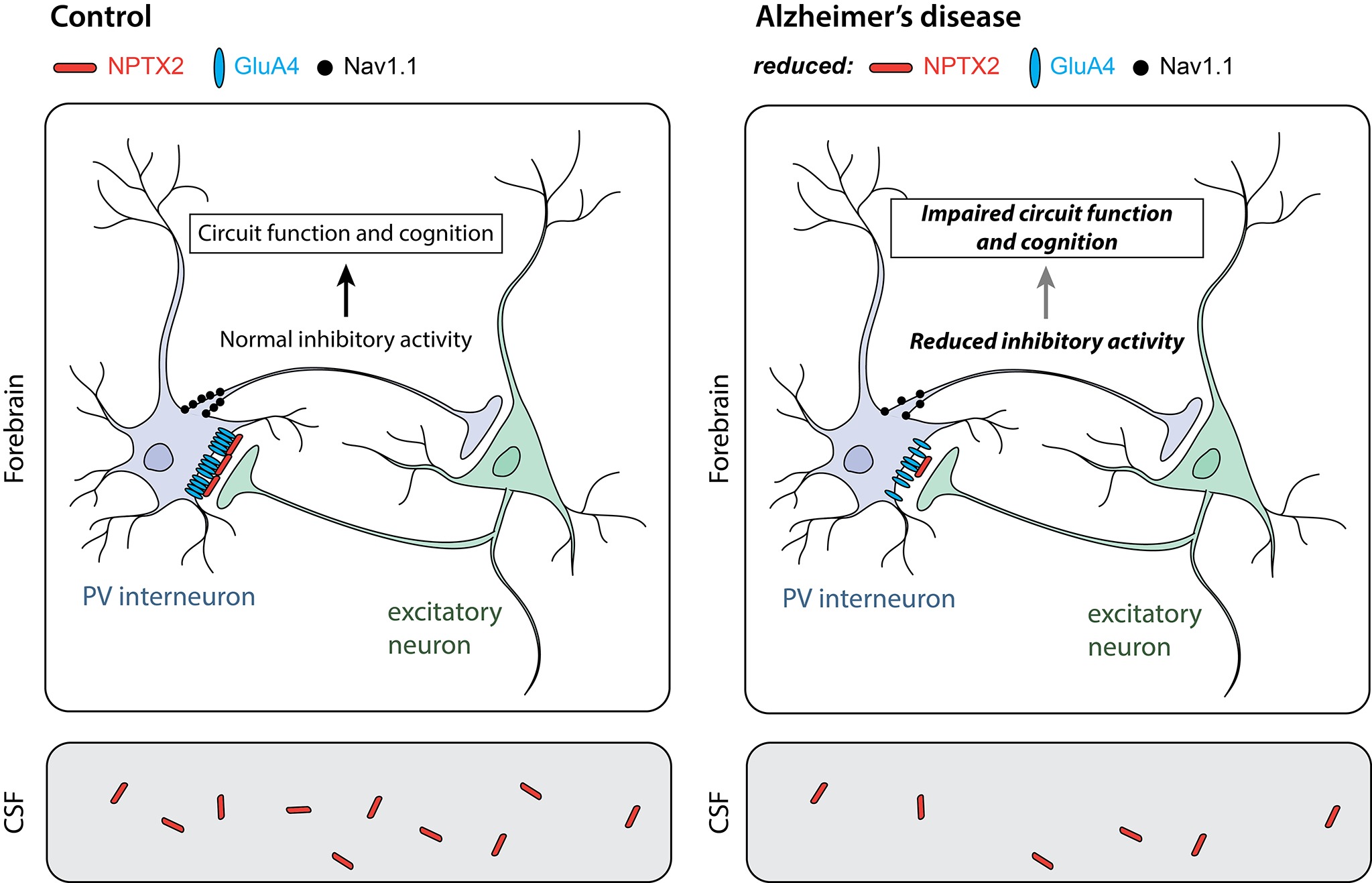 Identifying faulty brain circuits | eLife
