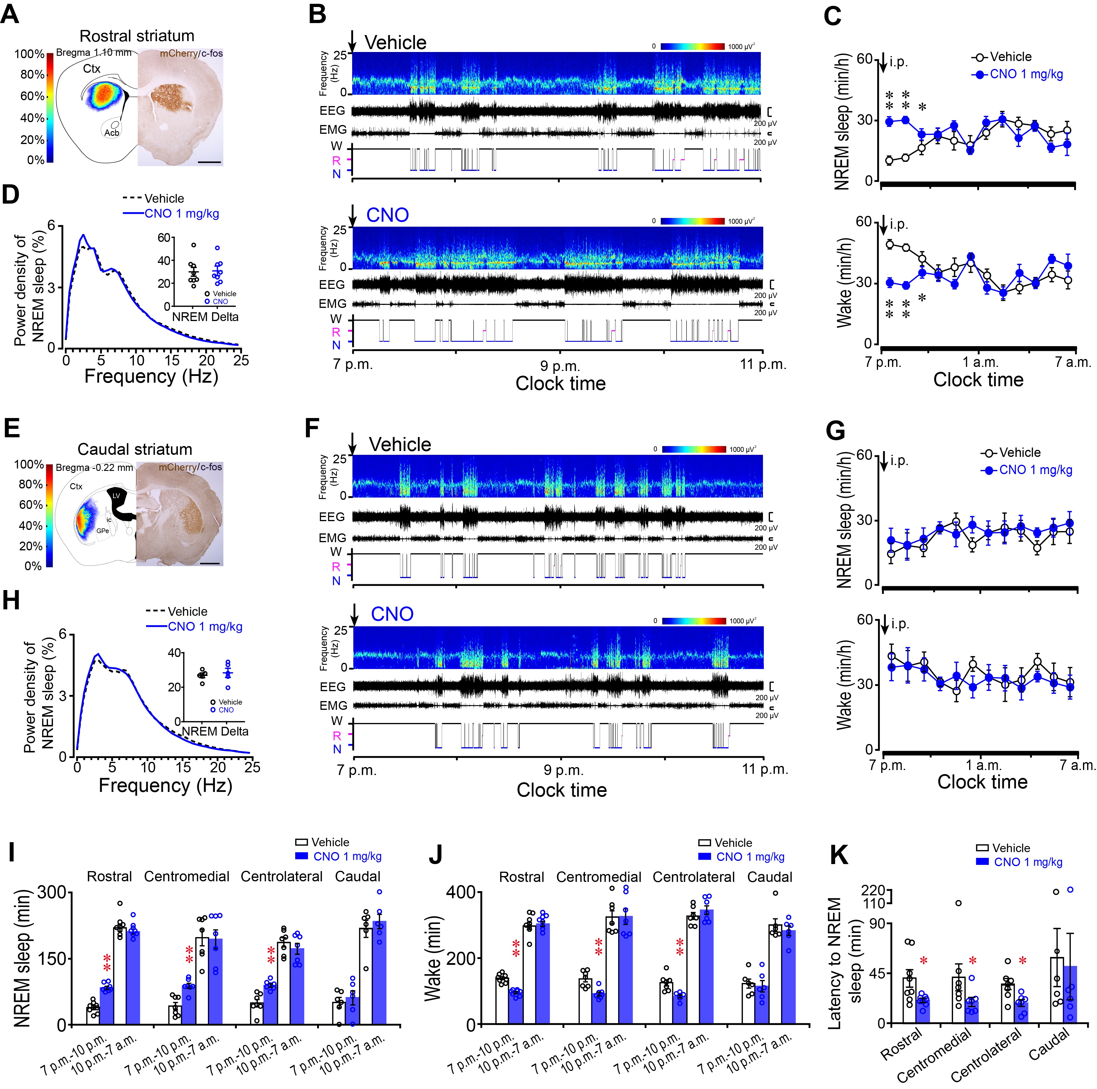 Striatal adenosine A2A receptor neurons control active-period sleep via ...