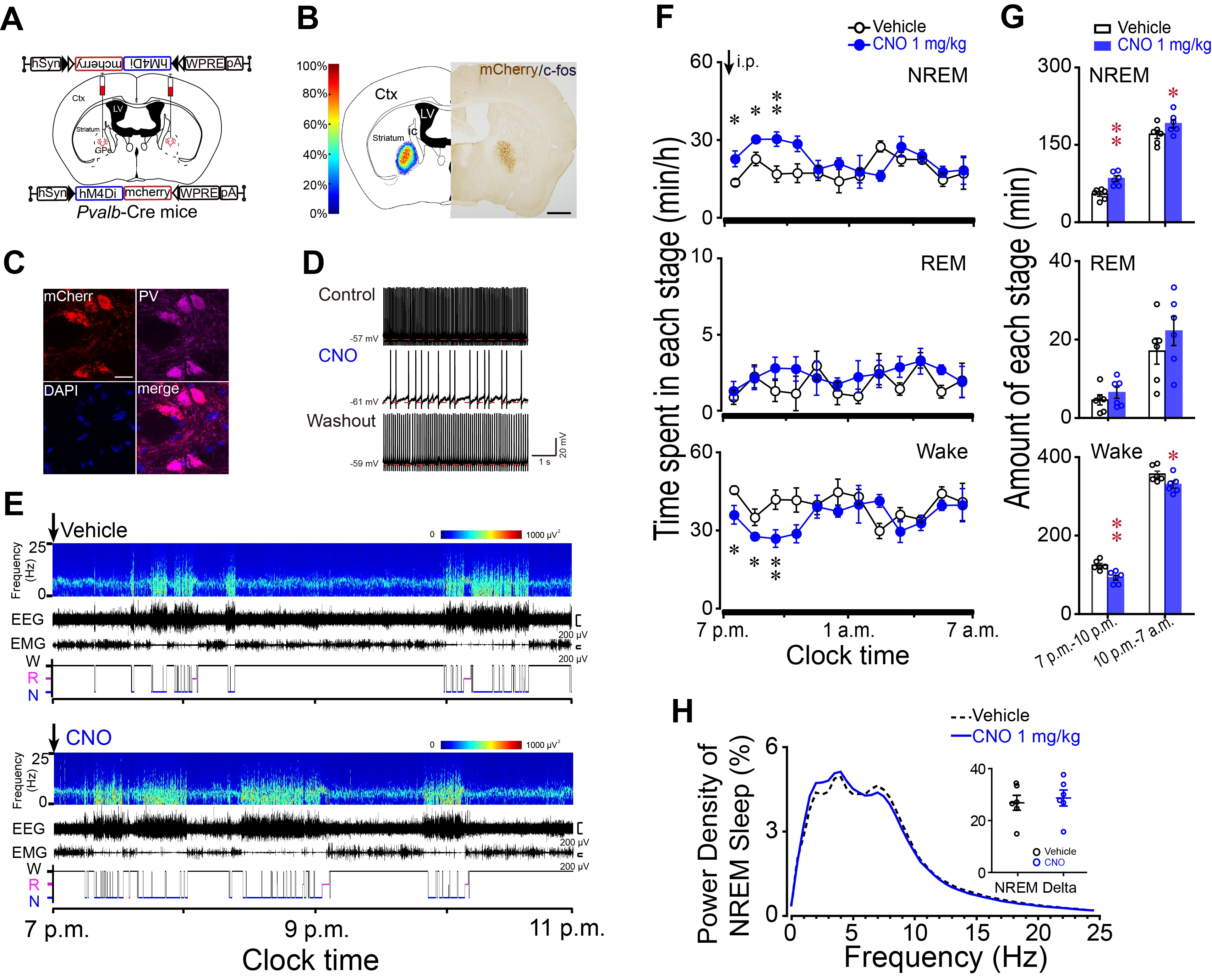 Striatal adenosine A2A receptor neurons control active-period sleep via ...