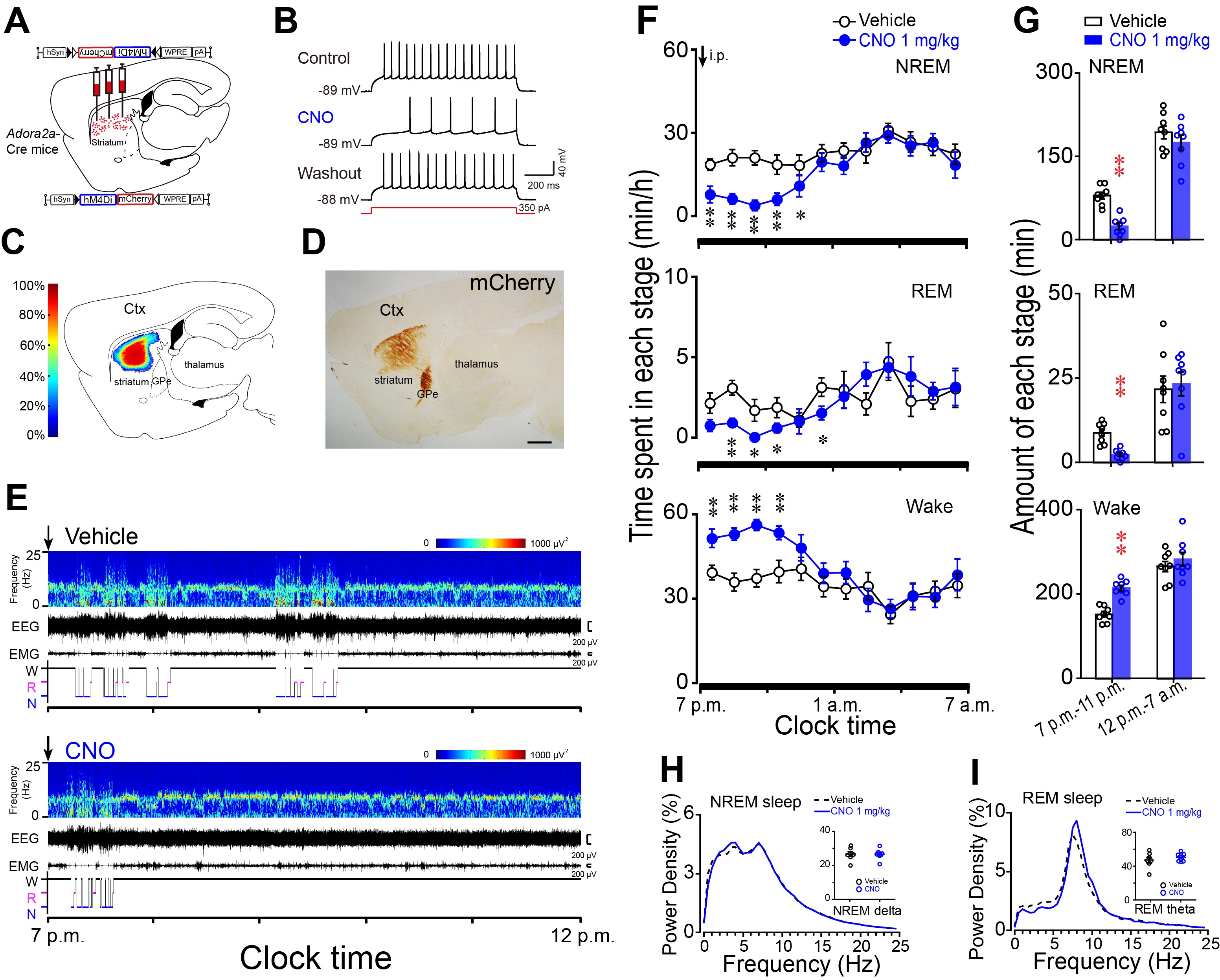 Striatal adenosine A2A receptor neurons control active-period sleep via ...