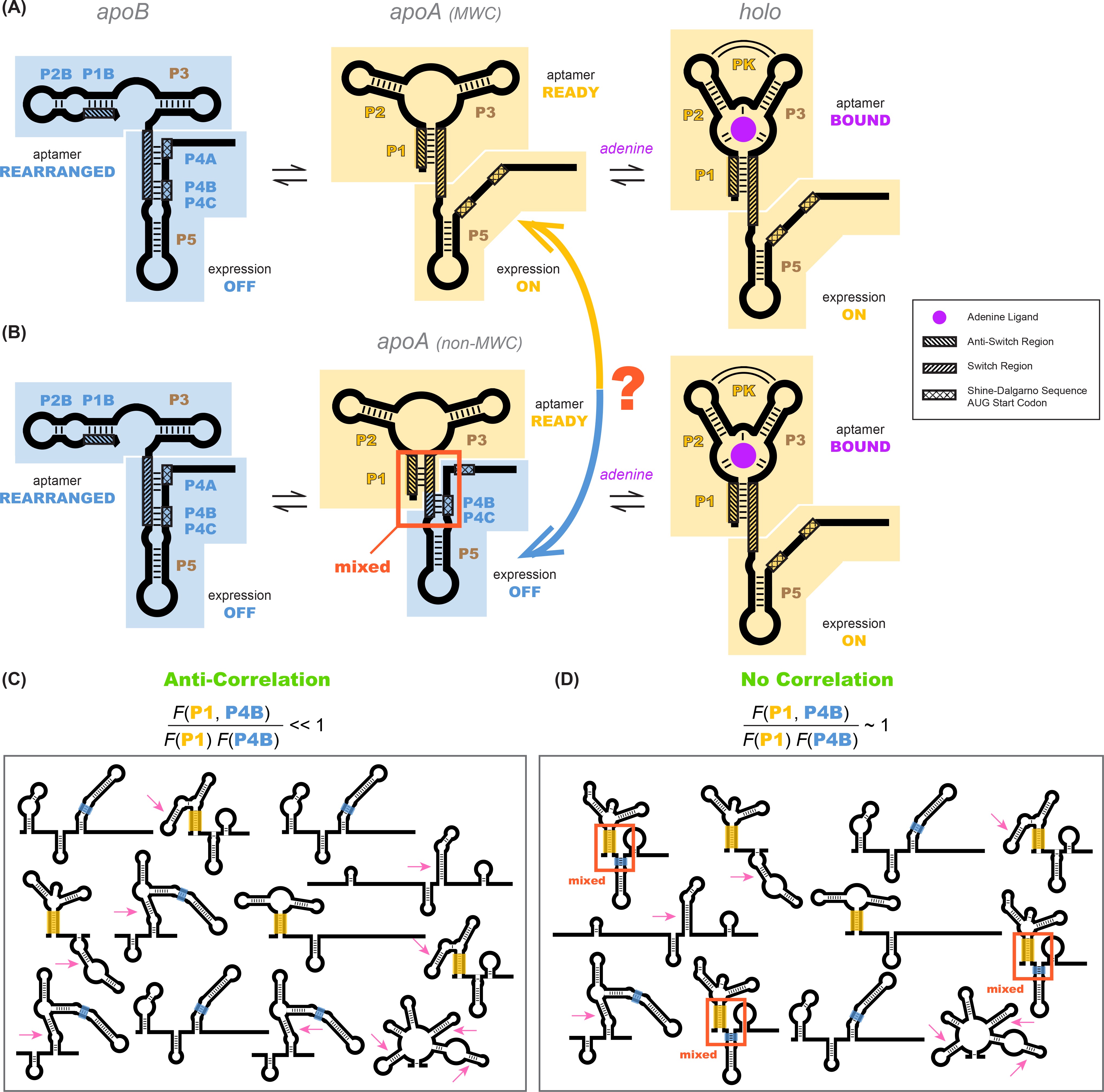 Allosteric mechanism of the V. vulnificus adenine riboswitch resolved ...