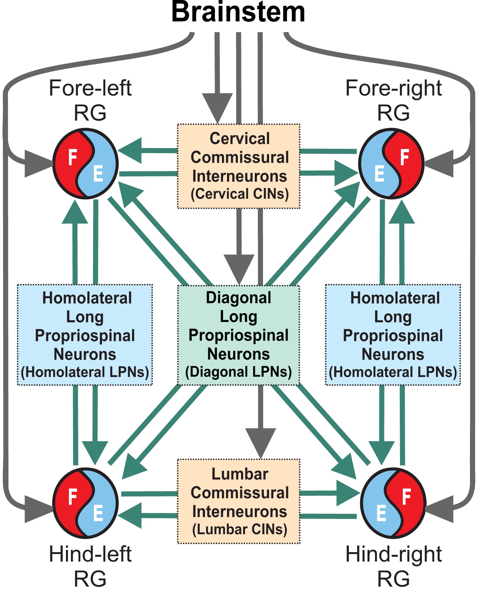 Computational modeling of spinal circuits controlling limb coordination ...