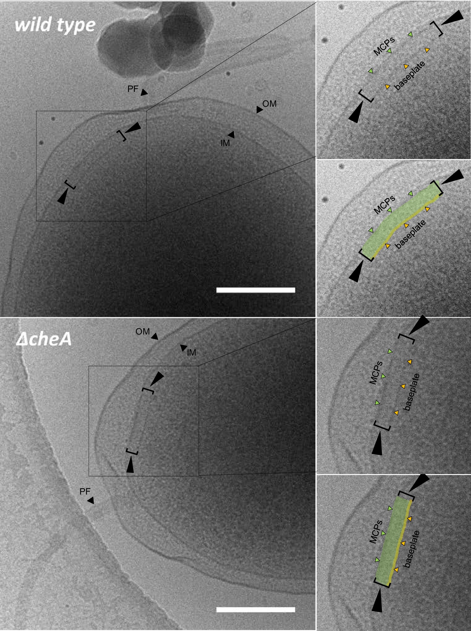 Coupling chemosensory array formation and localization | eLife Lens