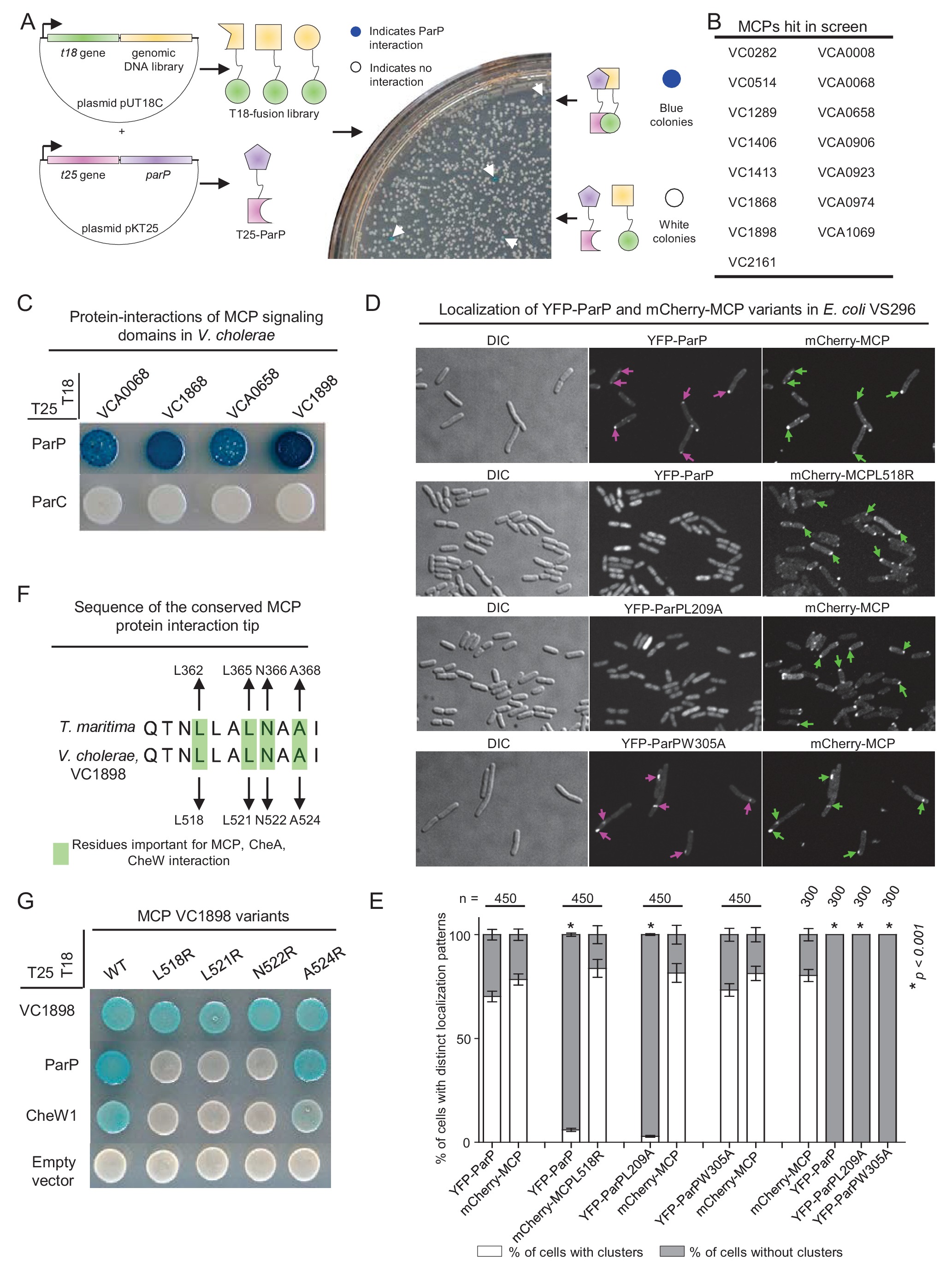 Coupling chemosensory array formation and localization | eLife Lens