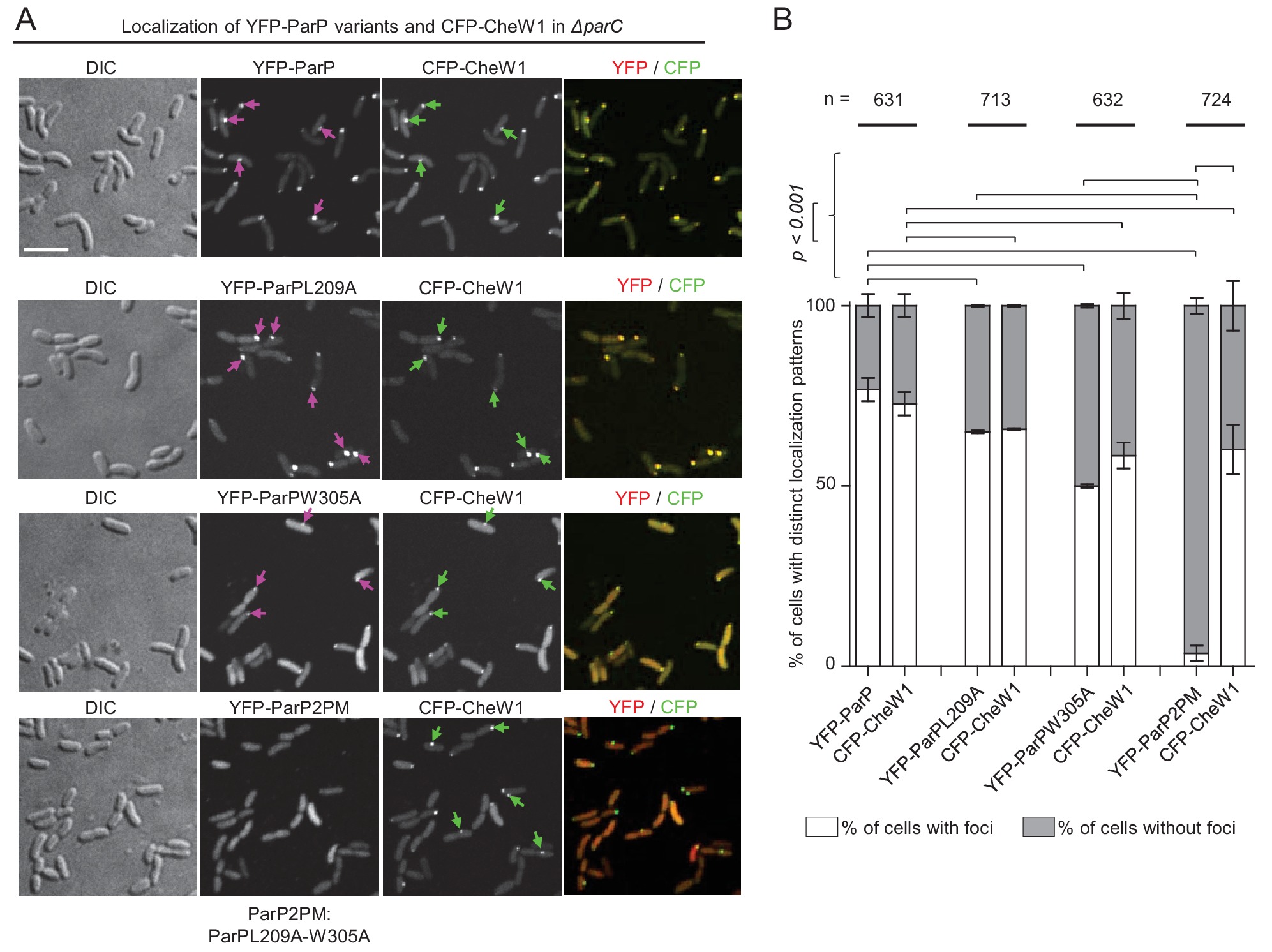 Coupling chemosensory array formation and localization | eLife Lens