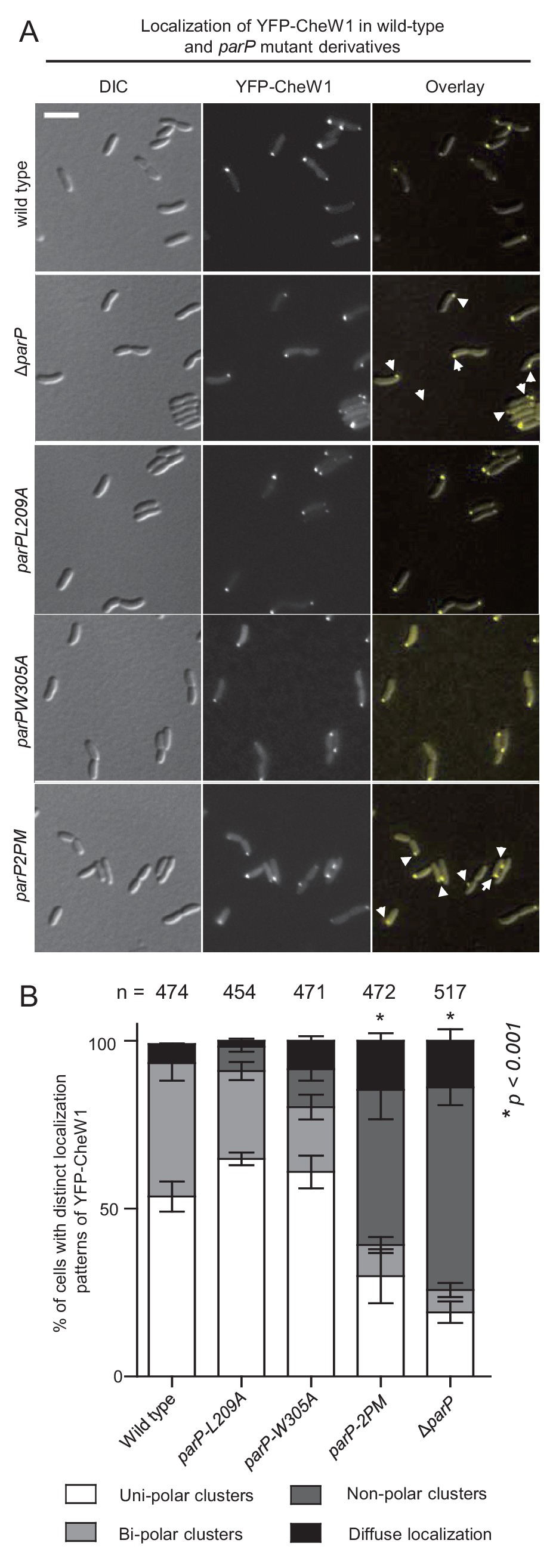 Coupling chemosensory array formation and localization | eLife Lens