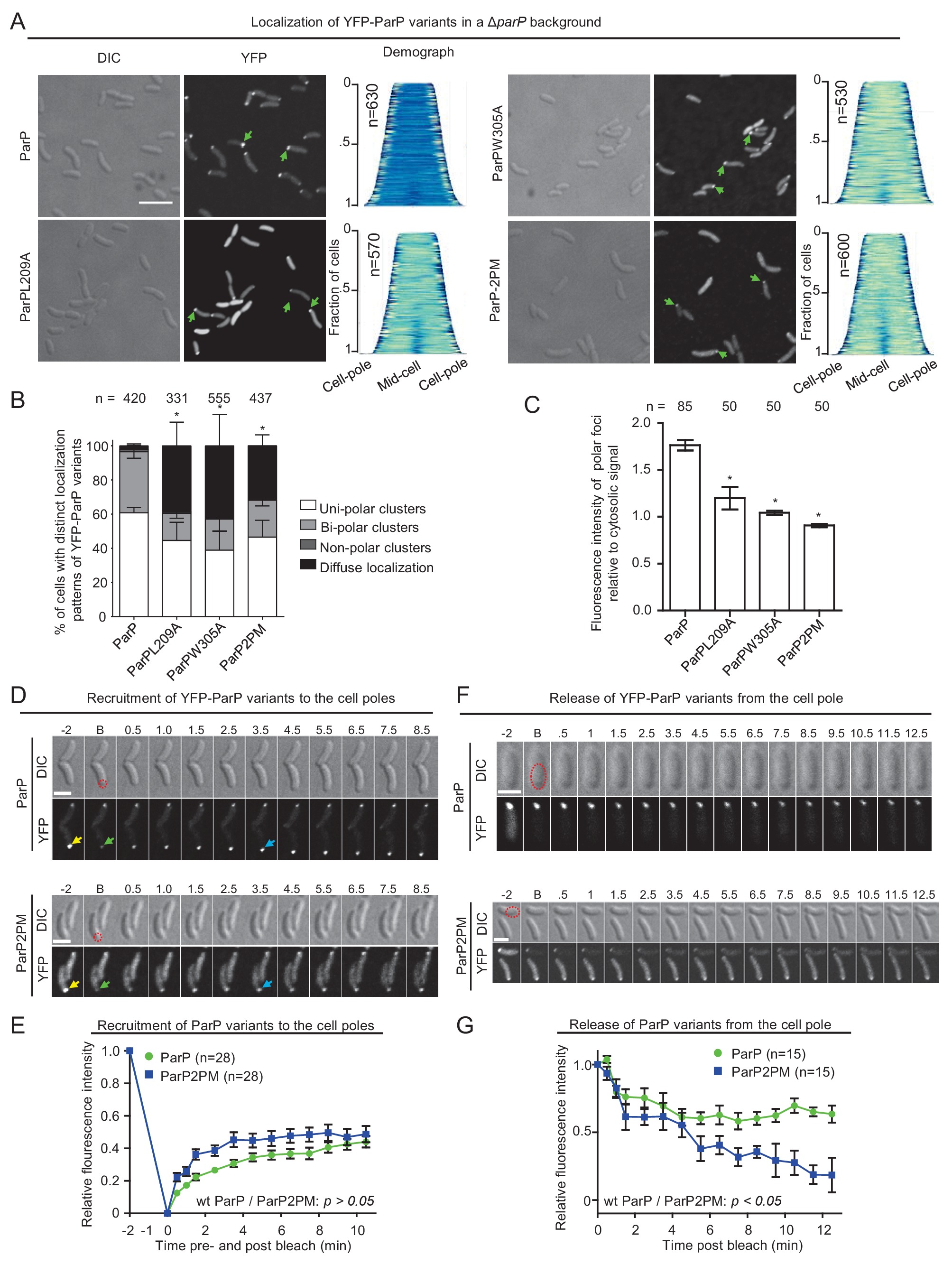 Coupling chemosensory array formation and localization | eLife Lens