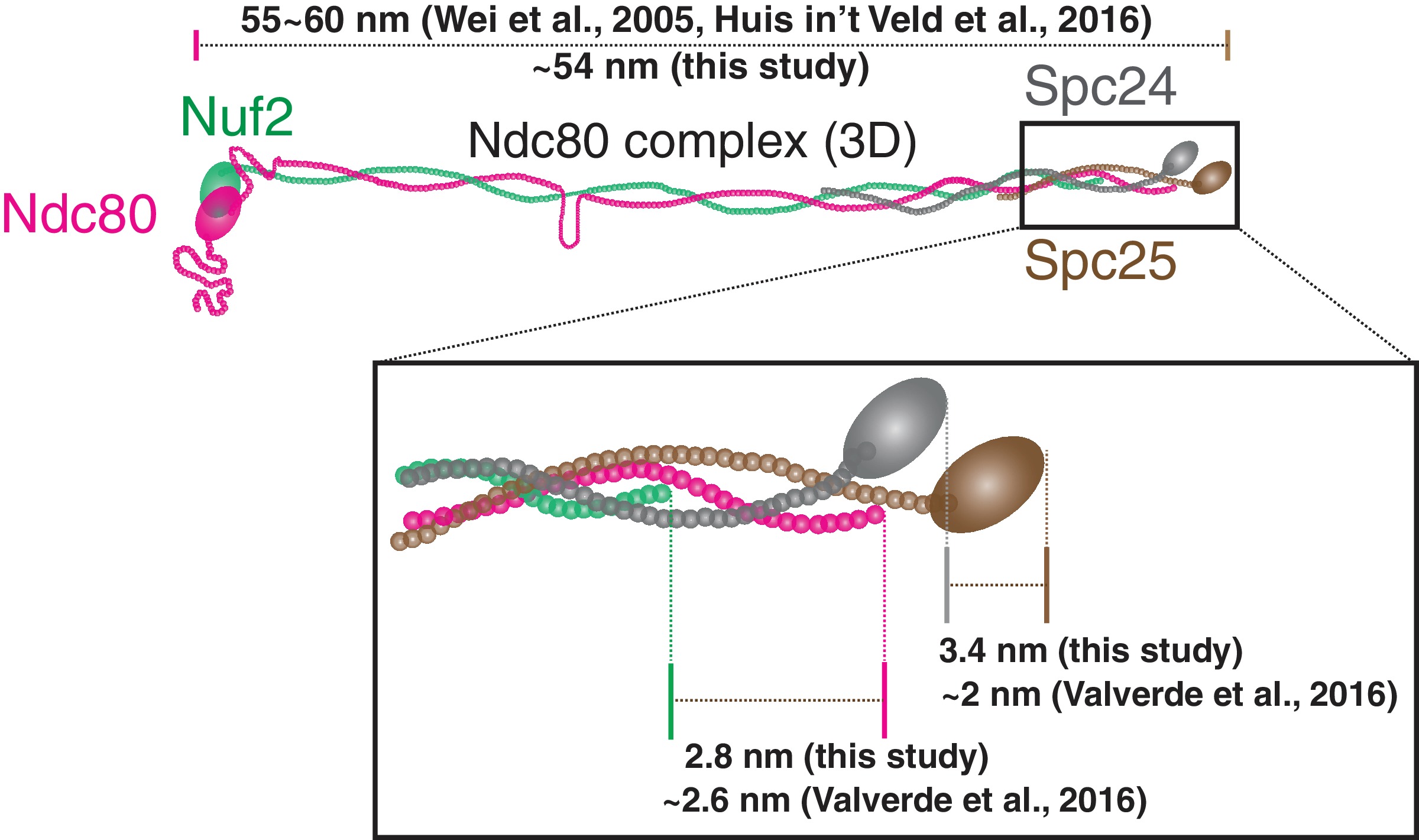 An optimized method for 3D fluorescence co-localization applied to ...