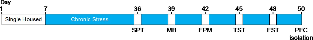 Orphan receptor GPR158 controls stress-induced depression | eLife Lens
