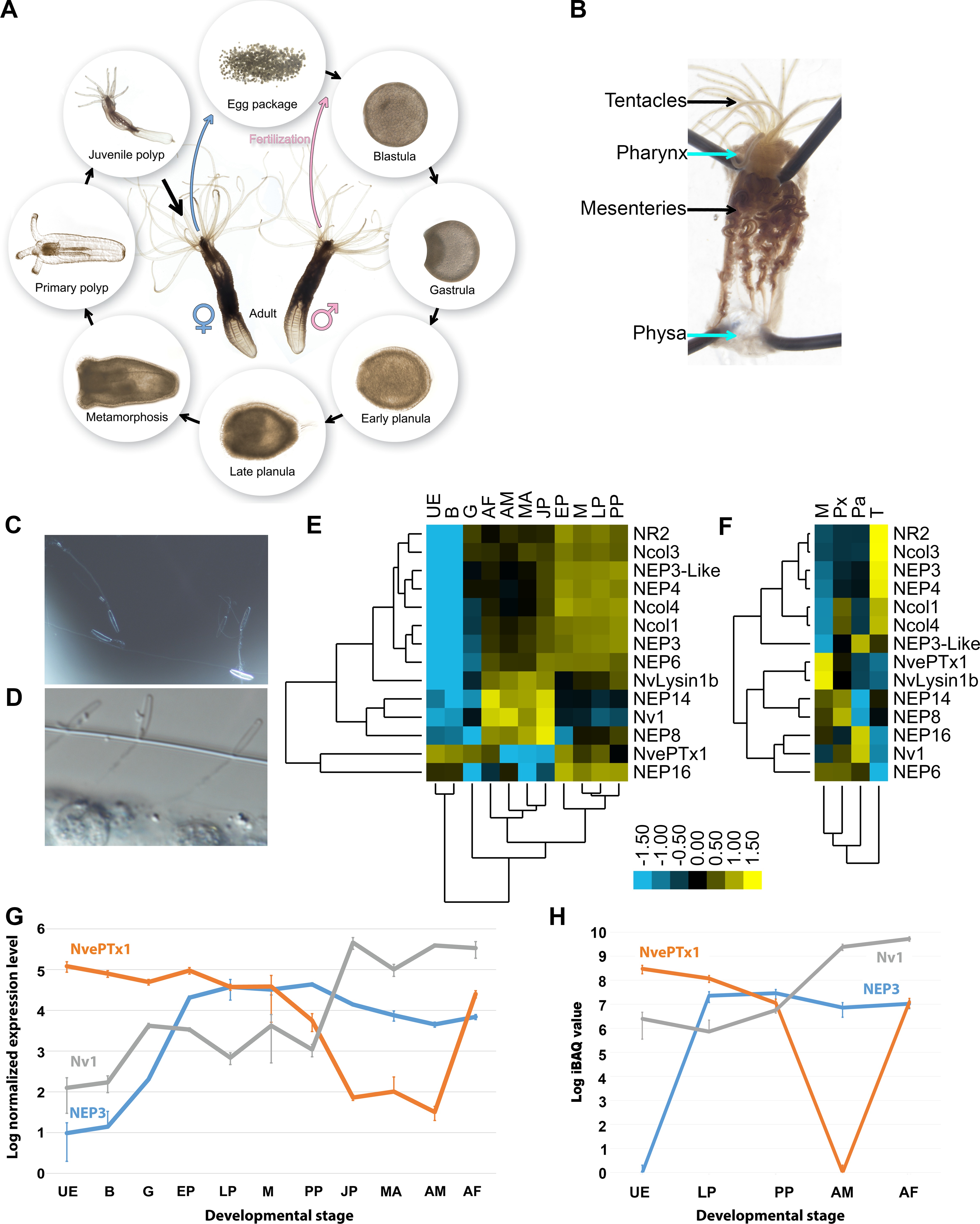 Dynamics of venom composition across a complex life cycle | eLife Lens