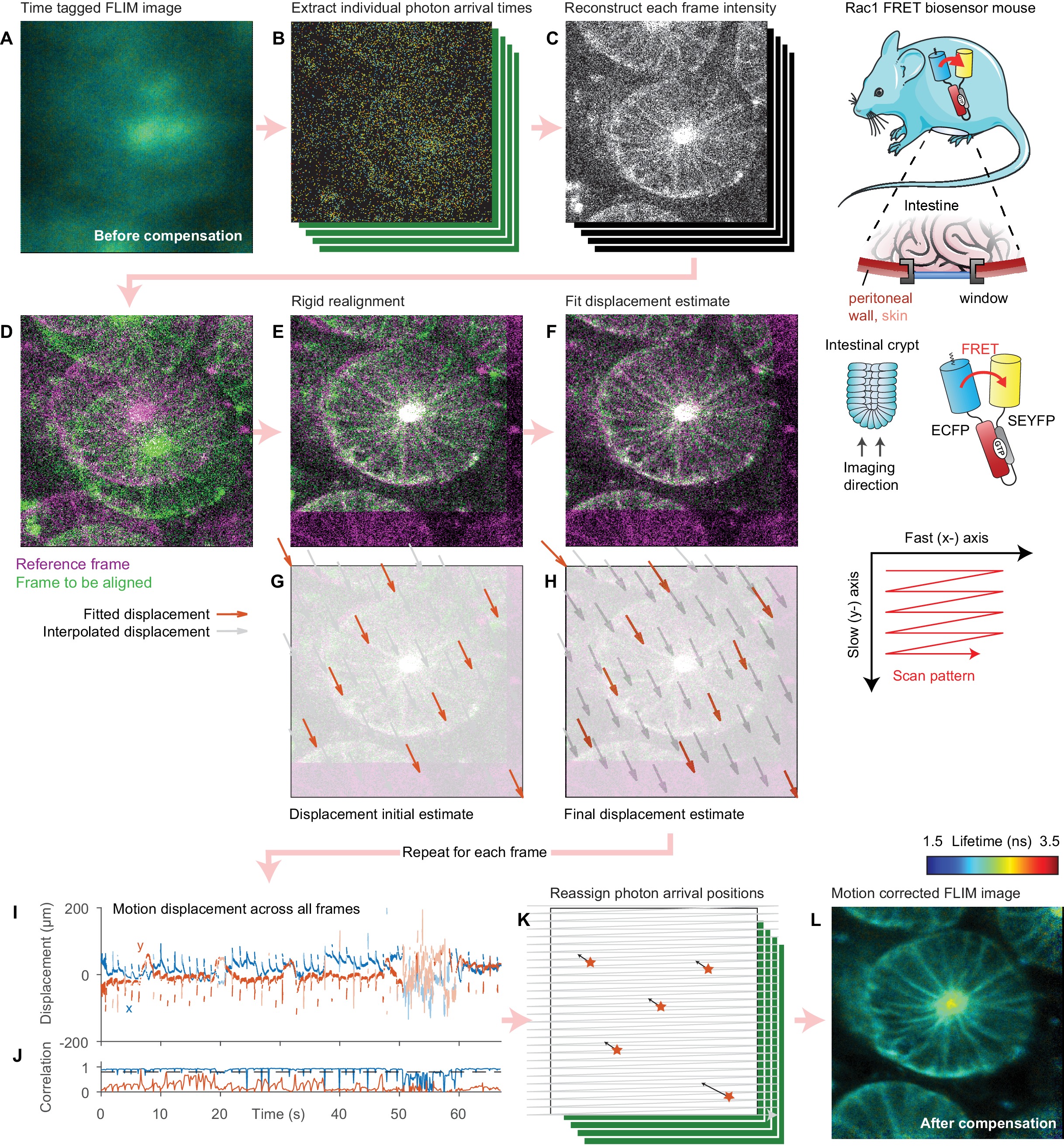 Removing physiological motion from intravital and clinical functional ...