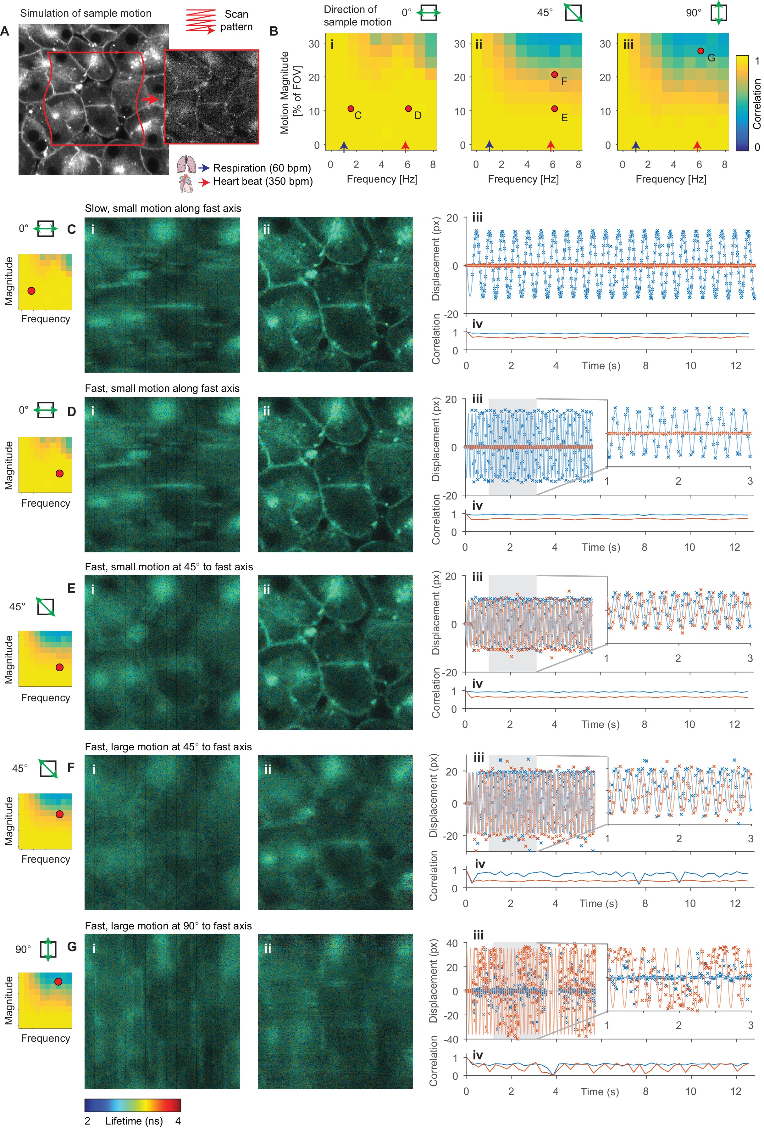 Removing physiological motion from intravital and clinical functional ...