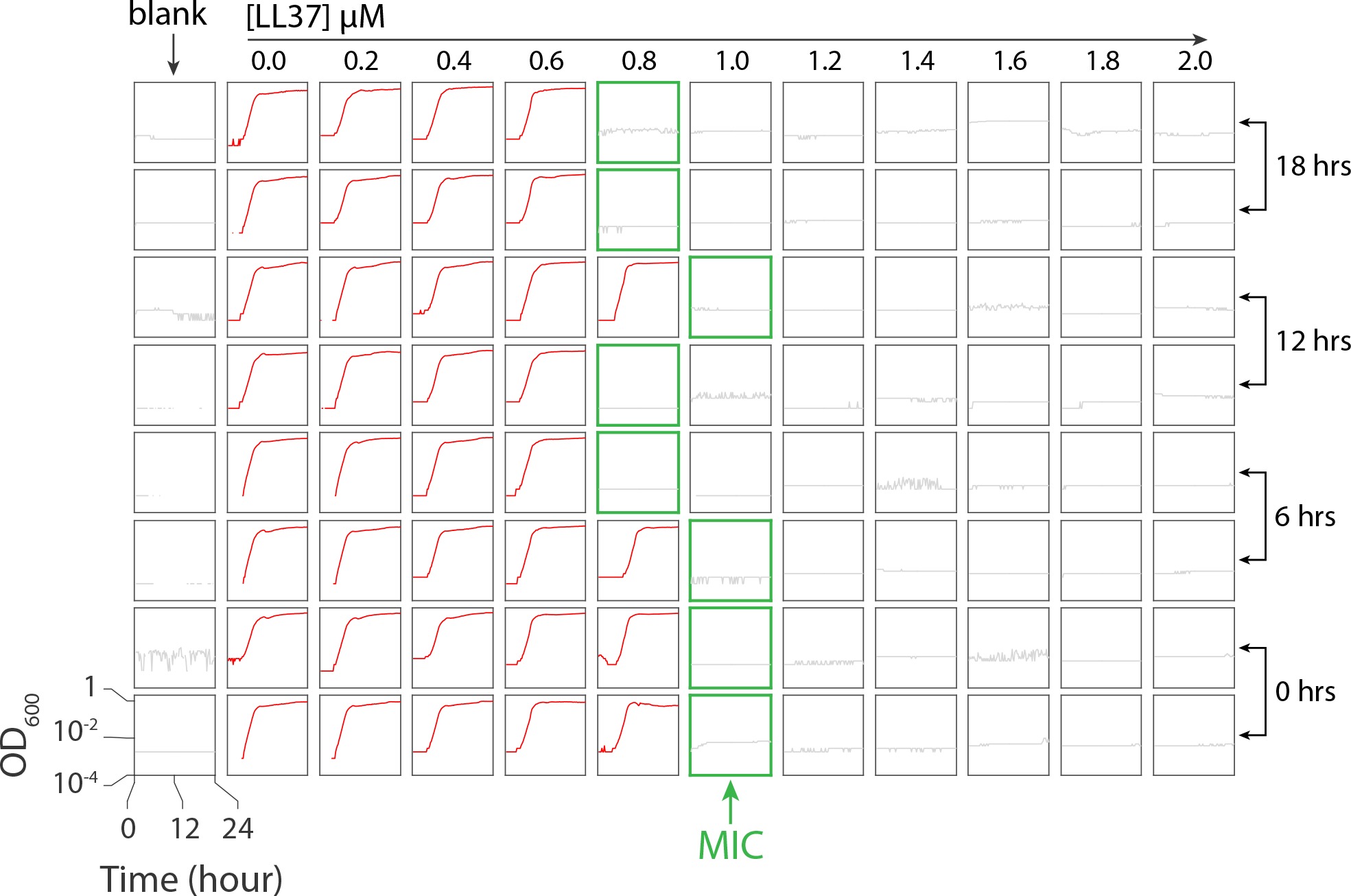 Heterogeneous absorption of antimicrobial peptide LL37 in Escherichia ...