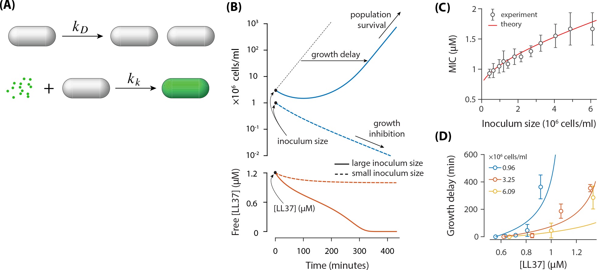 Heterogeneous absorption of antimicrobial peptide LL37 in Escherichia ...