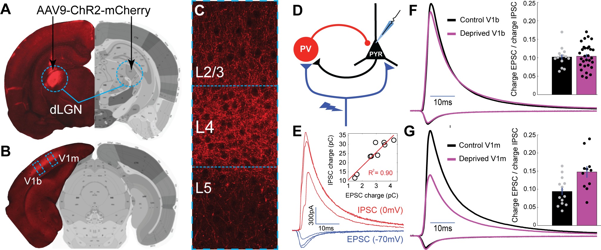 Sensory experience inversely regulates feedforward and feedback ...