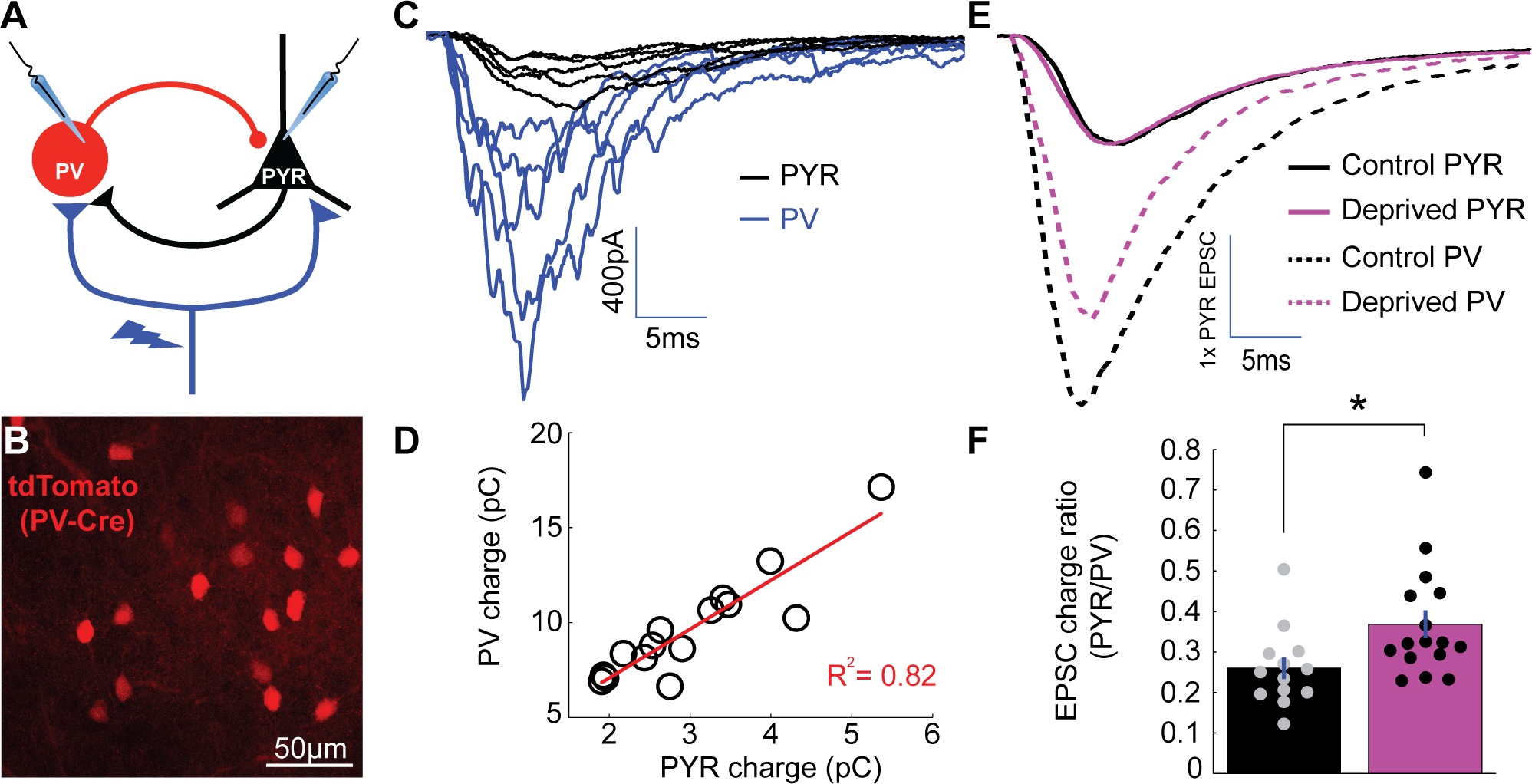 Sensory experience inversely regulates feedforward and feedback ...