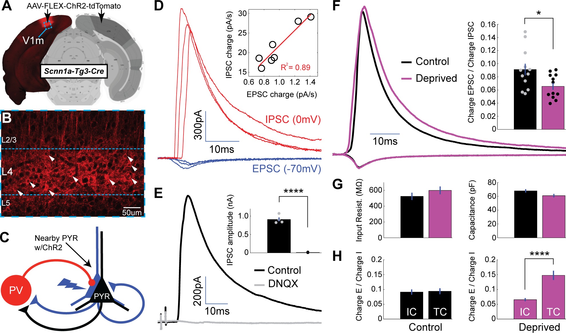 Sensory experience inversely regulates feedforward and feedback ...