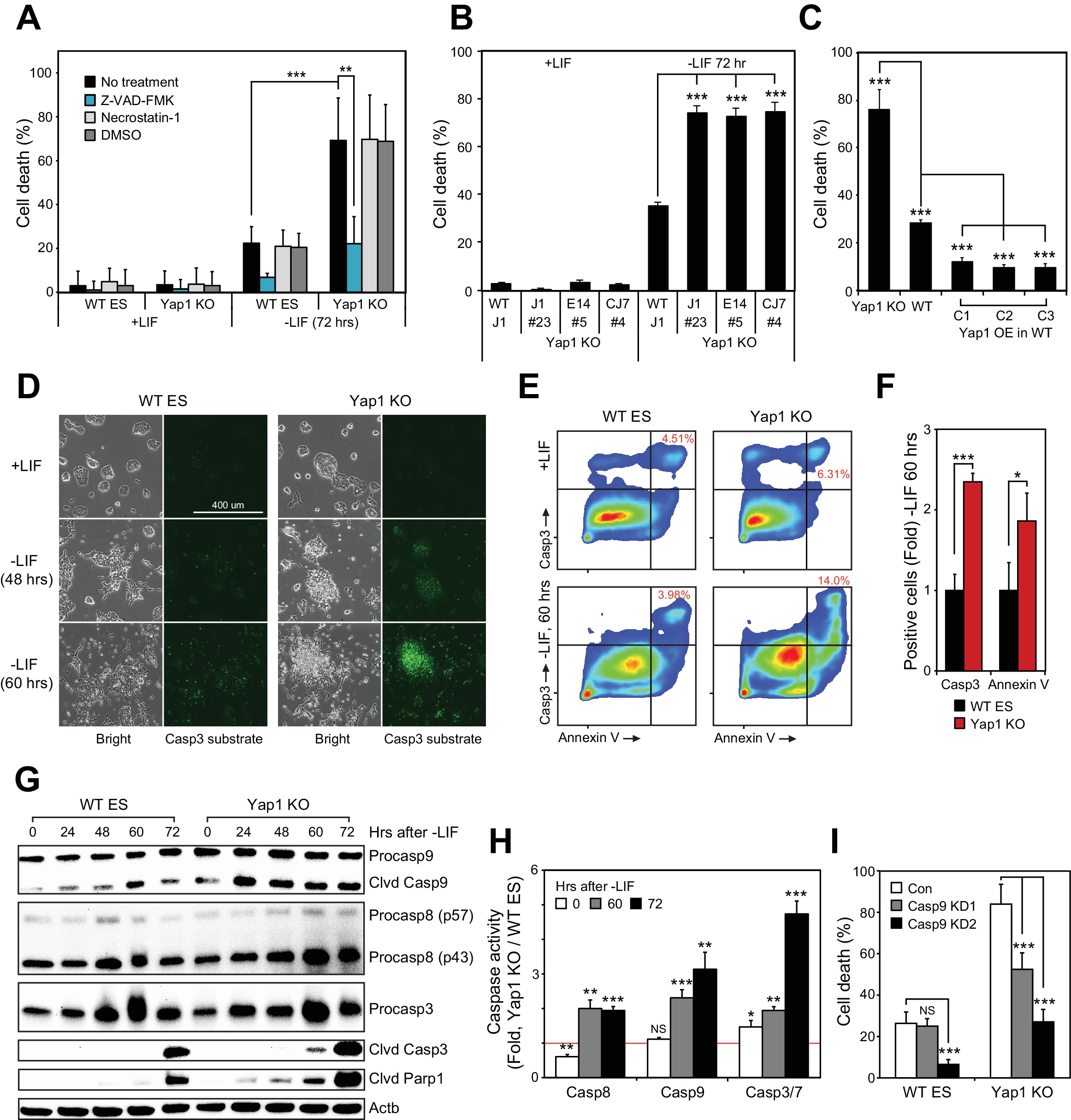 Yap1 safeguards mouse embryonic stem cells from excessive apoptosis ...