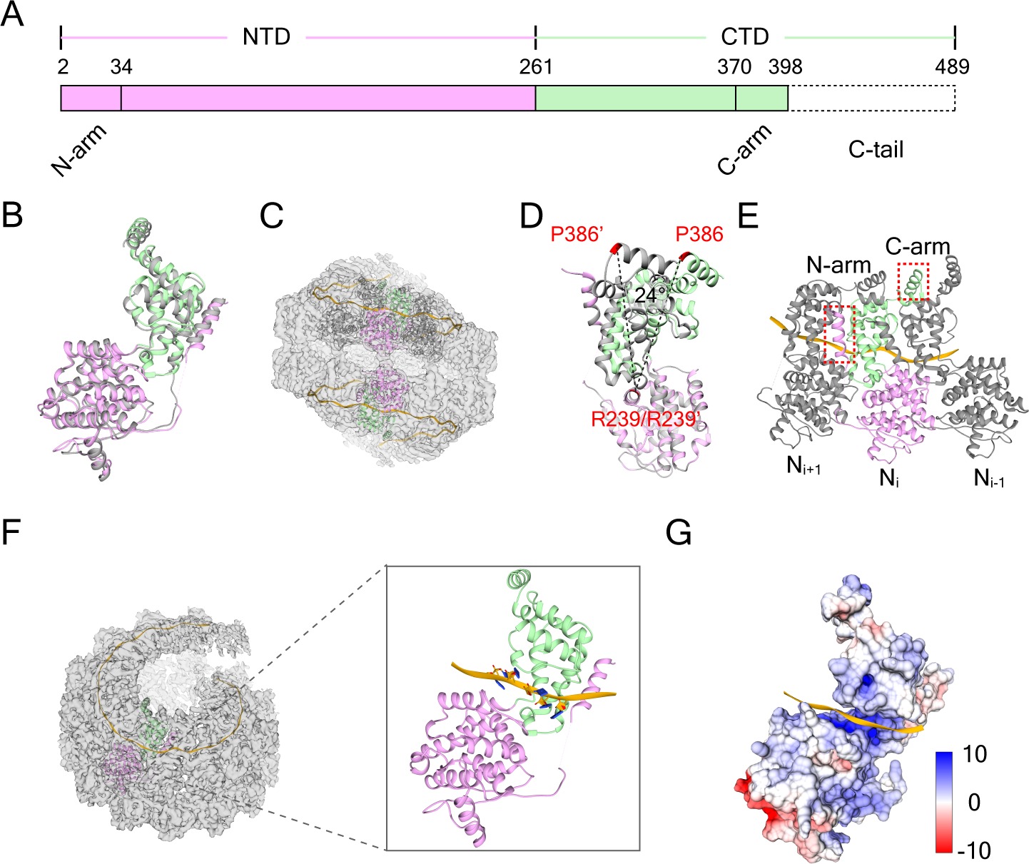 Self-capping of nucleoprotein filaments protects the Newcastle disease ...
