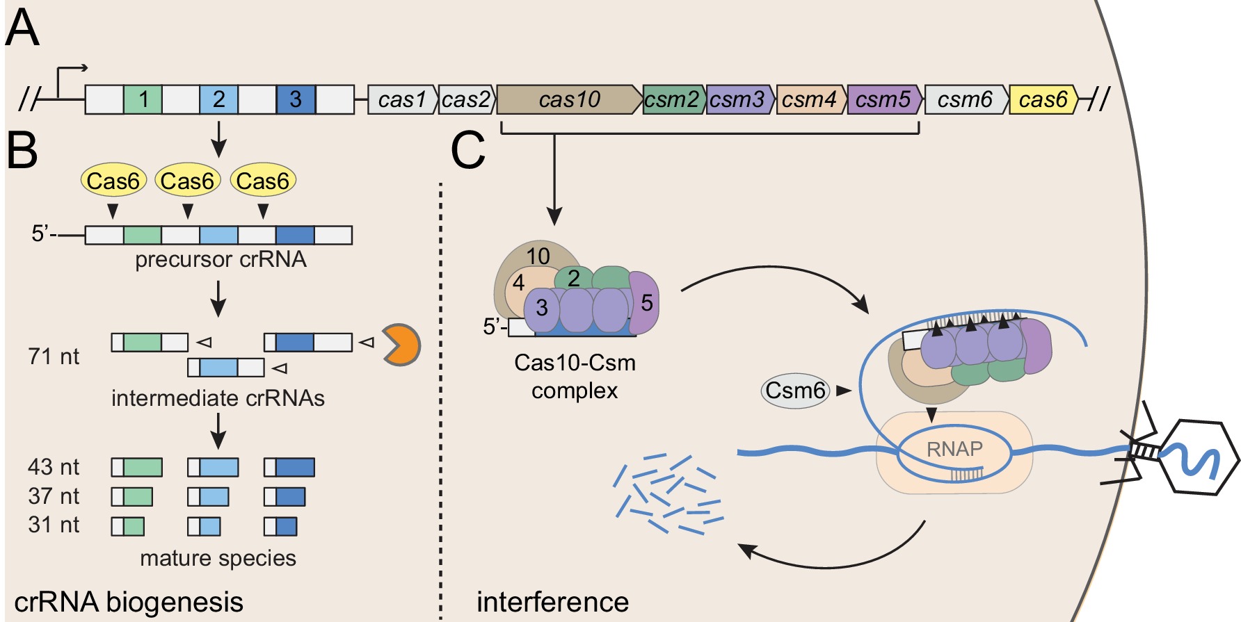 A type III-A CRISPR-Cas system employs degradosome nucleases to ensure ...