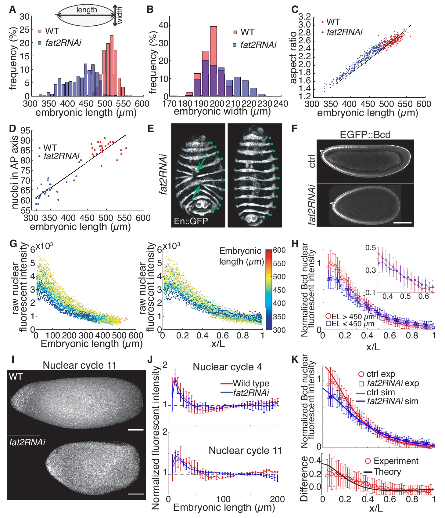 Embryonic geometry underlies phenotypic variation in decanalized ...