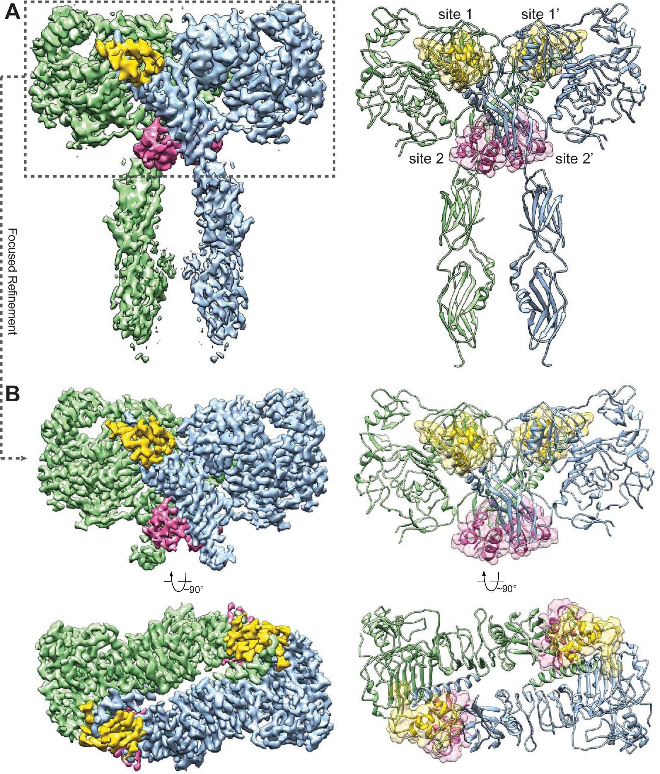 Activation mechanism of the insulin receptor revealed by cryo-EM ...