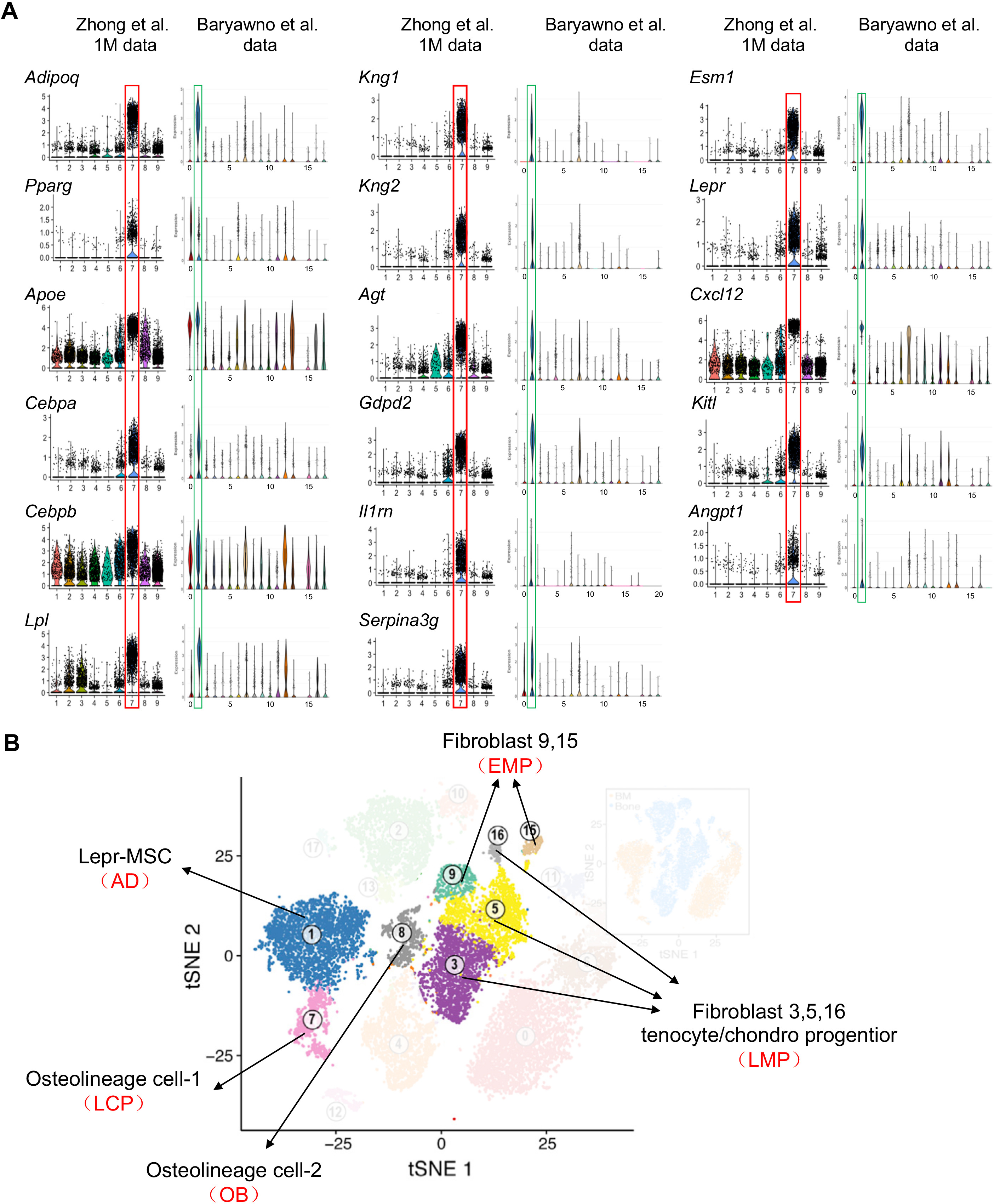Single cell transcriptomics identifies a unique adipose lineage cell ...