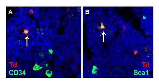 Single cell transcriptomics identifies a unique adipose lineage cell ...