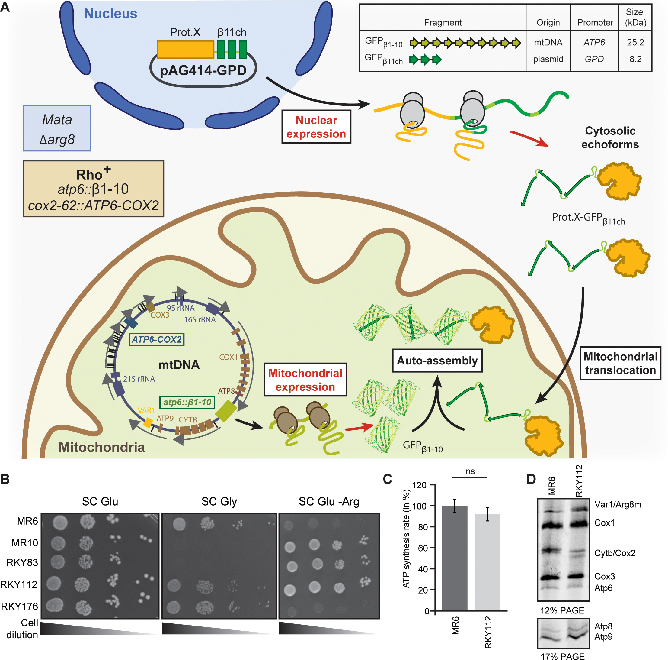 Assigning mitochondrial localization of dual localized proteins using a ...