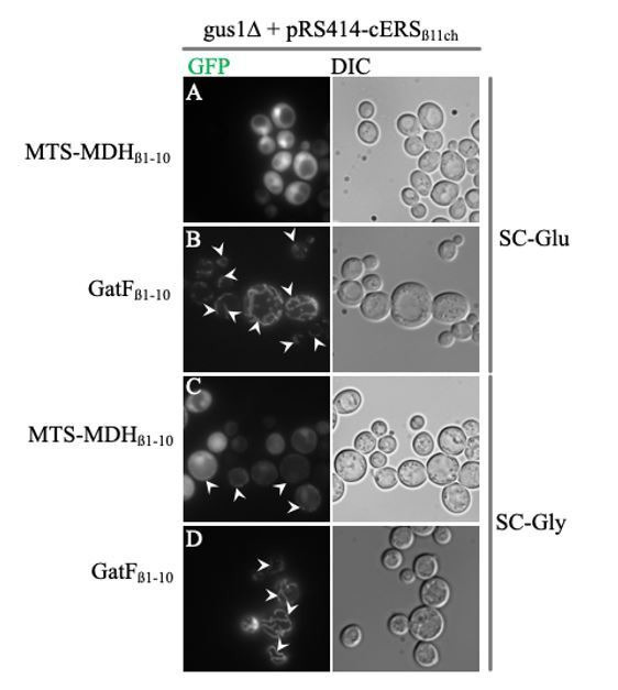 Assigning mitochondrial localization of dual localized proteins using a ...