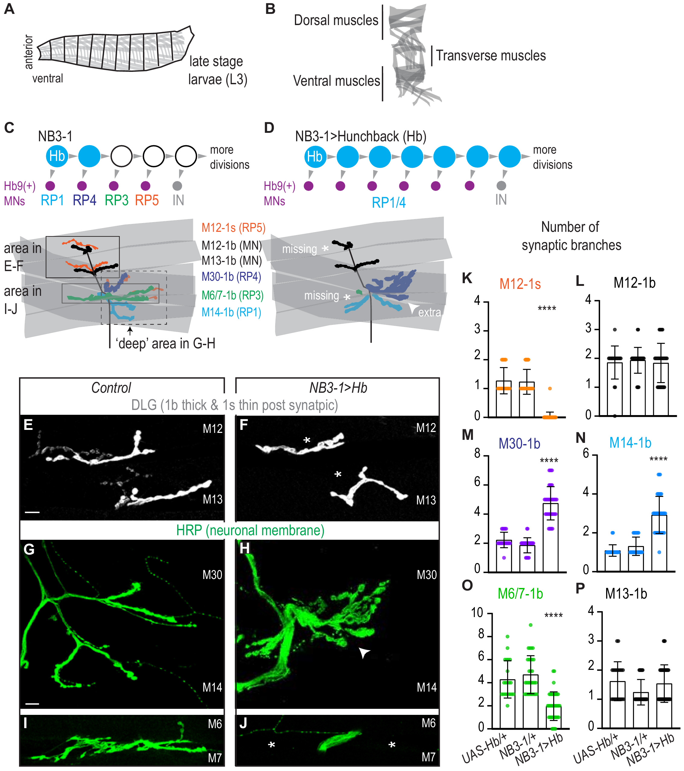 Temporal transcription factors determine circuit membership by ...