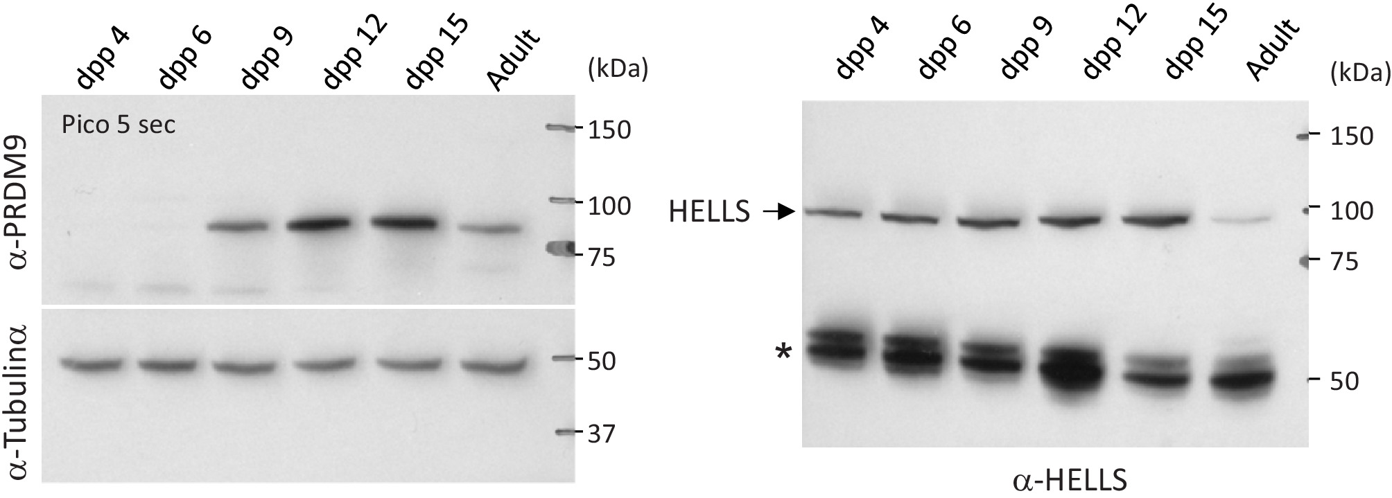 PRDM9 activity depends on HELLS and promotes local 5 ...