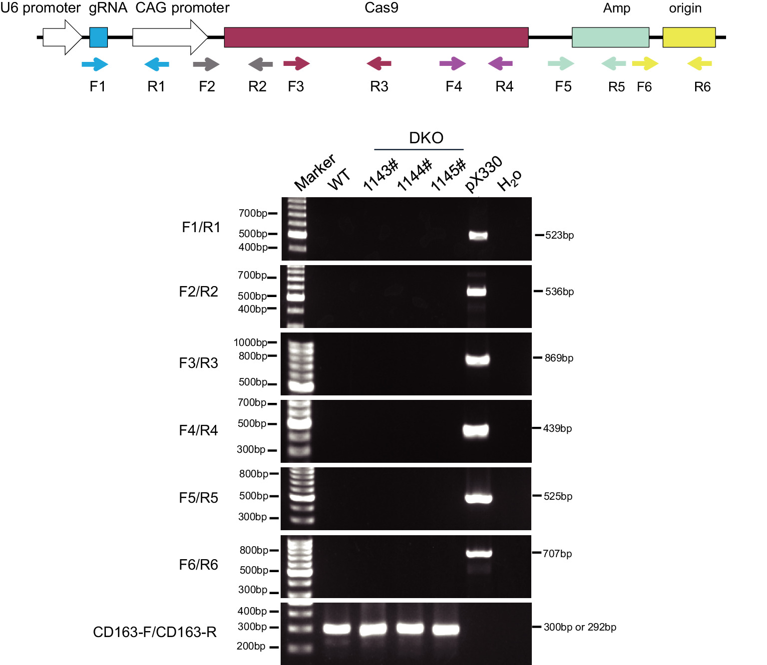 CD163 and pAPN double-knockout pigs are resistant to PRRSV and TGEV and ...