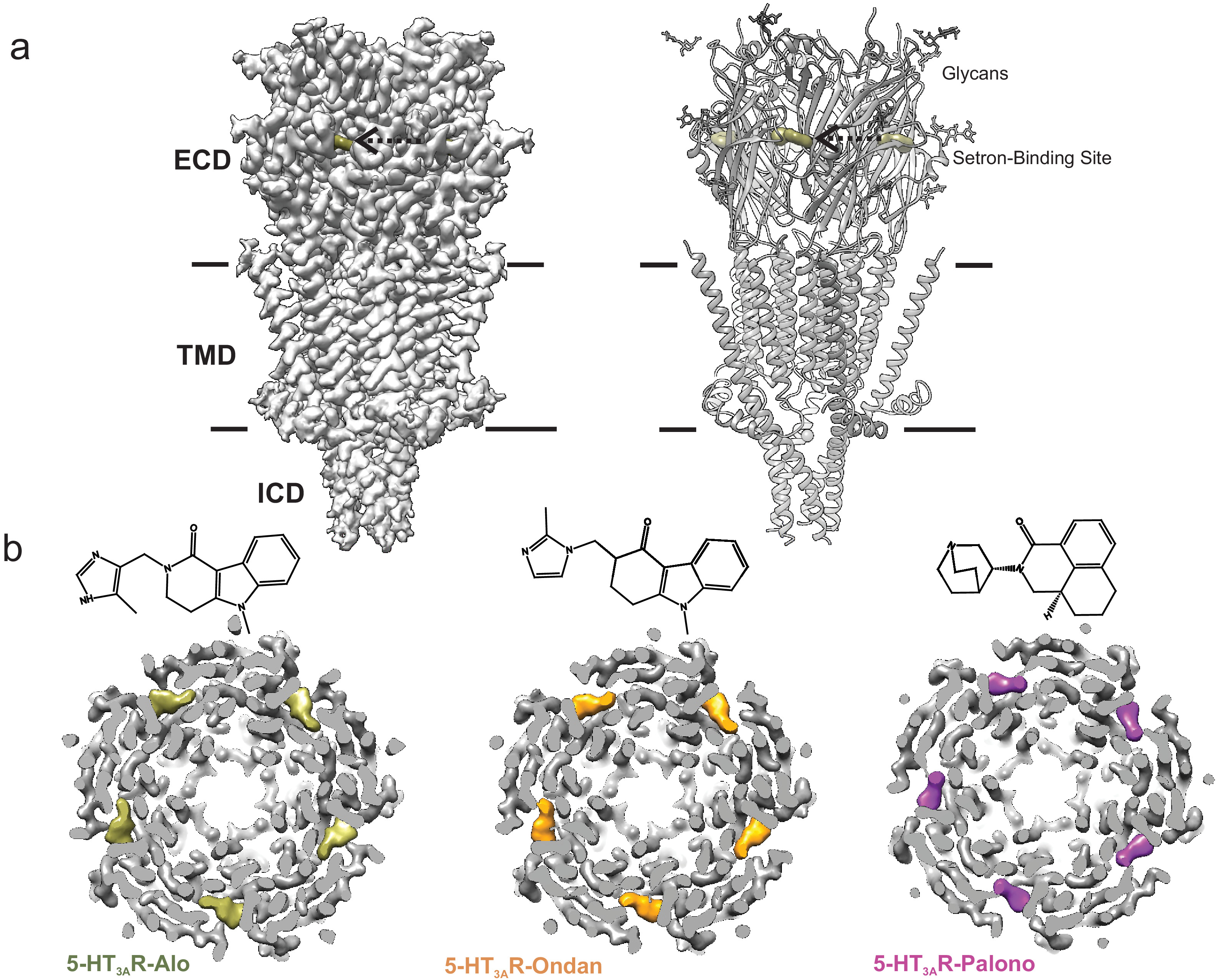 High-resolution structures of multiple 5-HT3AR-setron complexes reveal ...