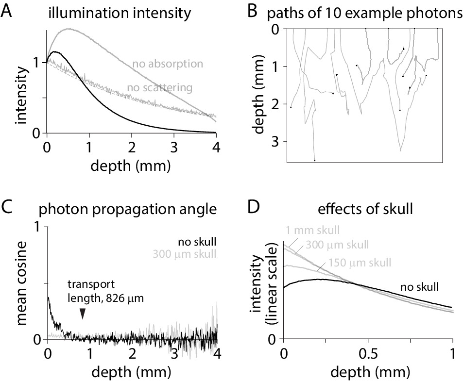 Sources of widefield fluorescence from the brain | eLife Lens