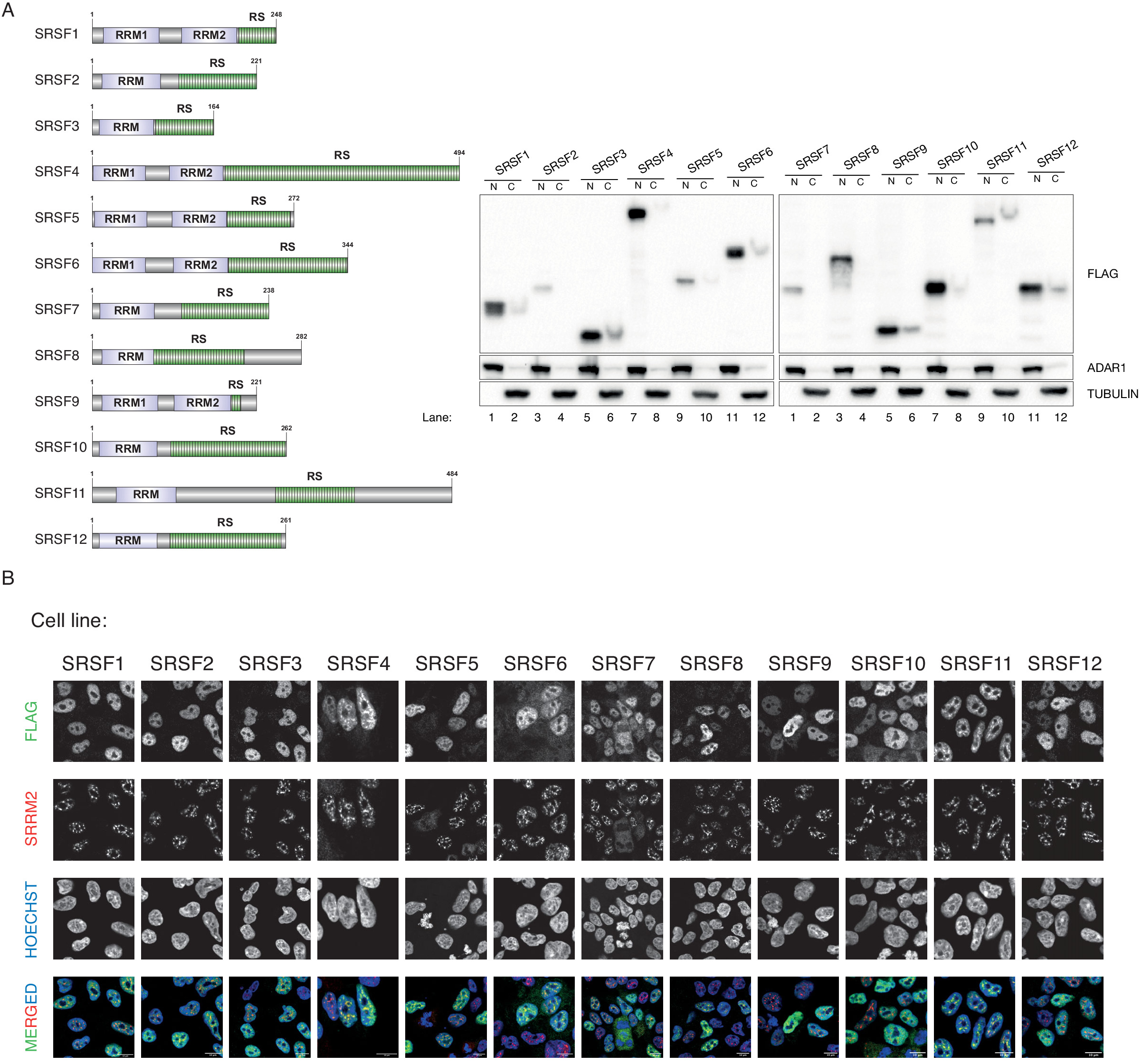 SON and SRRM2 are essential for nuclear speckle formation | eLife Lens