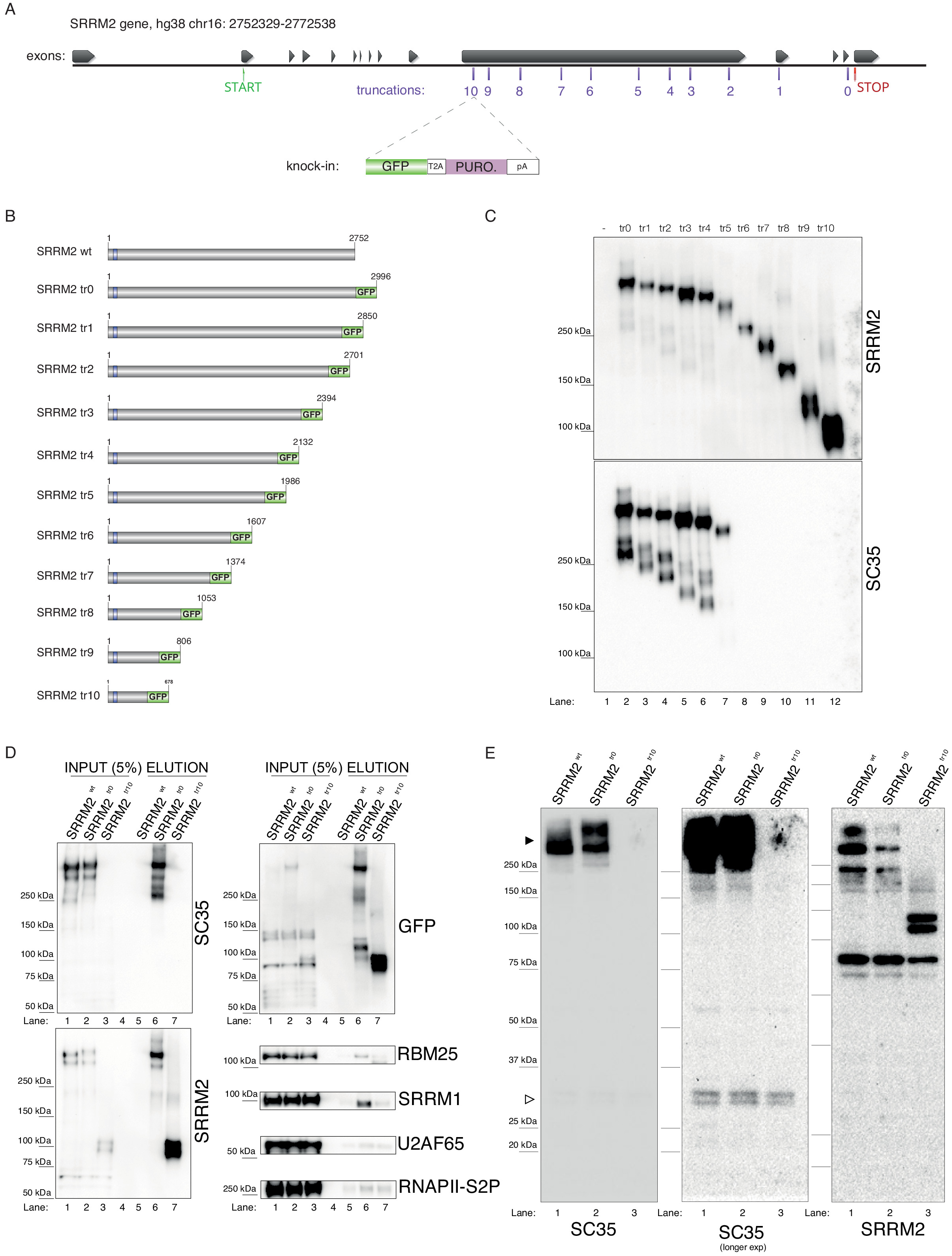 SON and SRRM2 are essential for nuclear speckle formation | eLife Lens