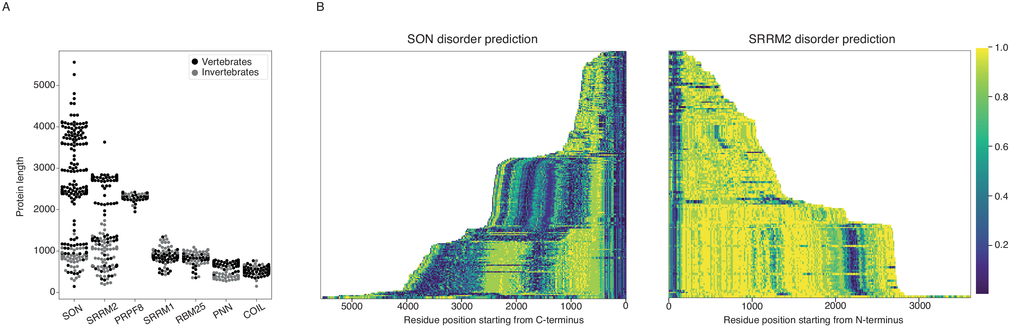 SON and SRRM2 are essential for nuclear speckle formation | eLife Lens