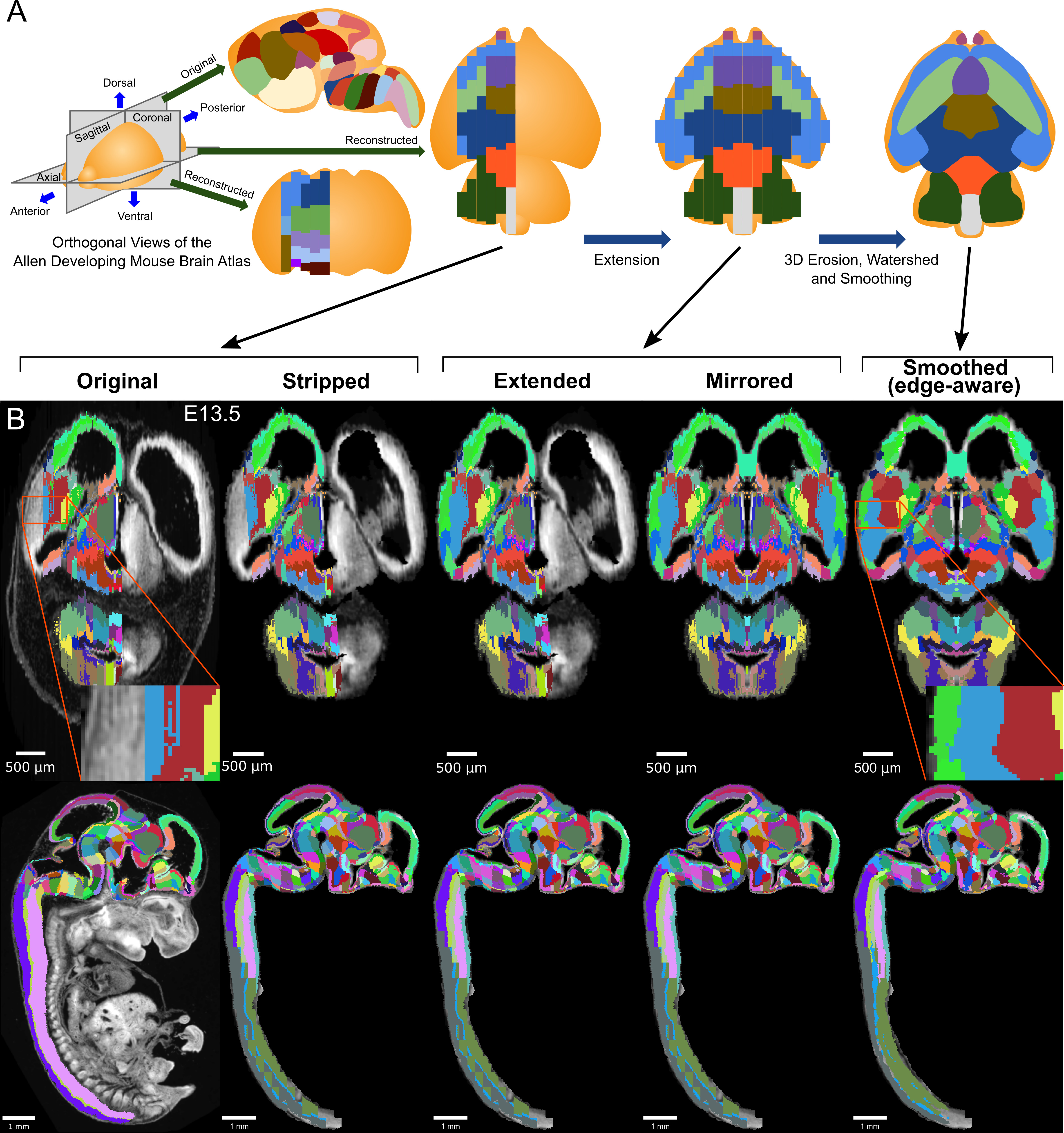 Constructing and optimizing 3D atlases from 2D data with application to ...